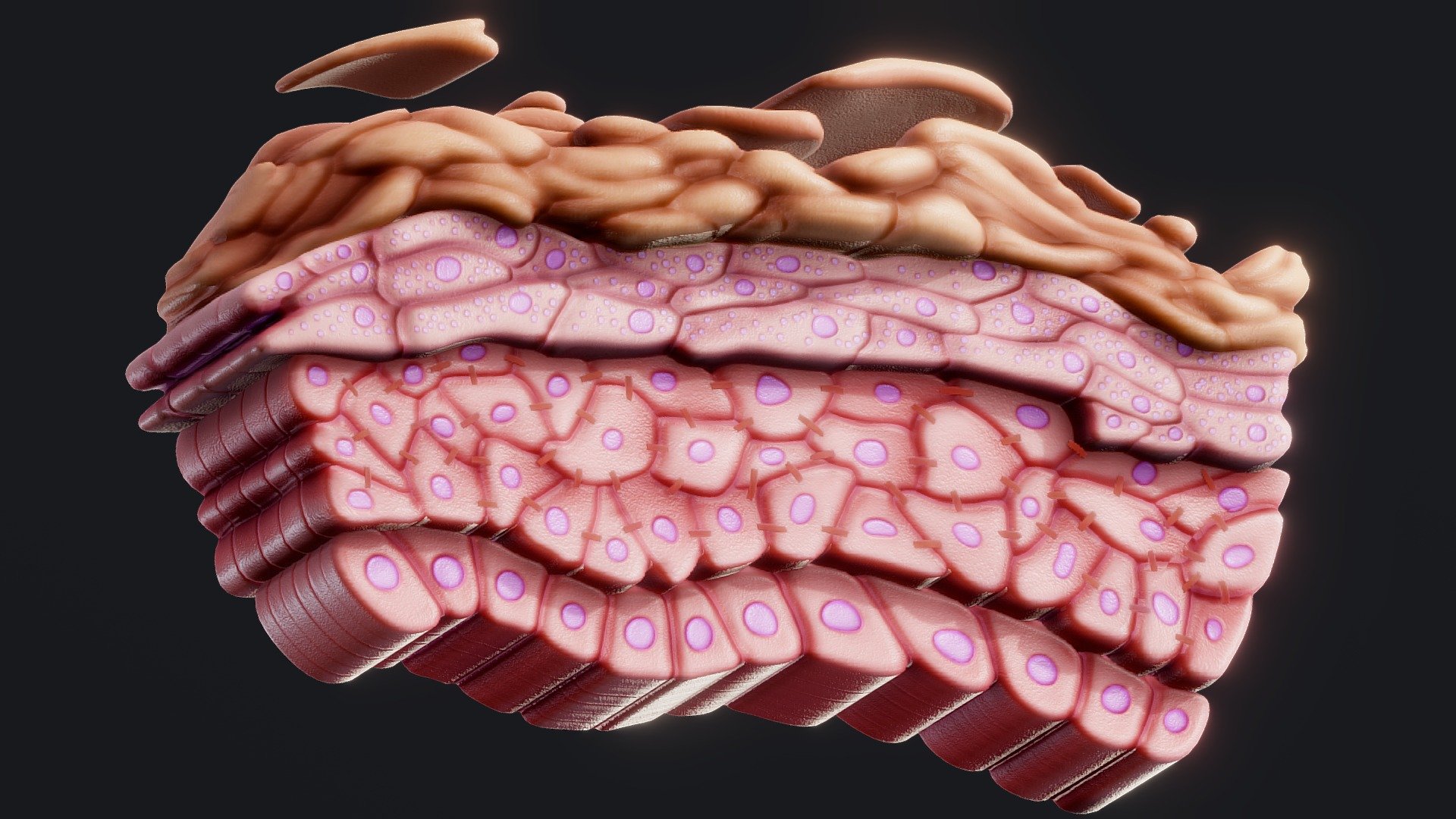 Epidermis Cross Section Anatomy - Buy Royalty Free 3D model by zames1992 [a9c3836] - Sketchfab Store