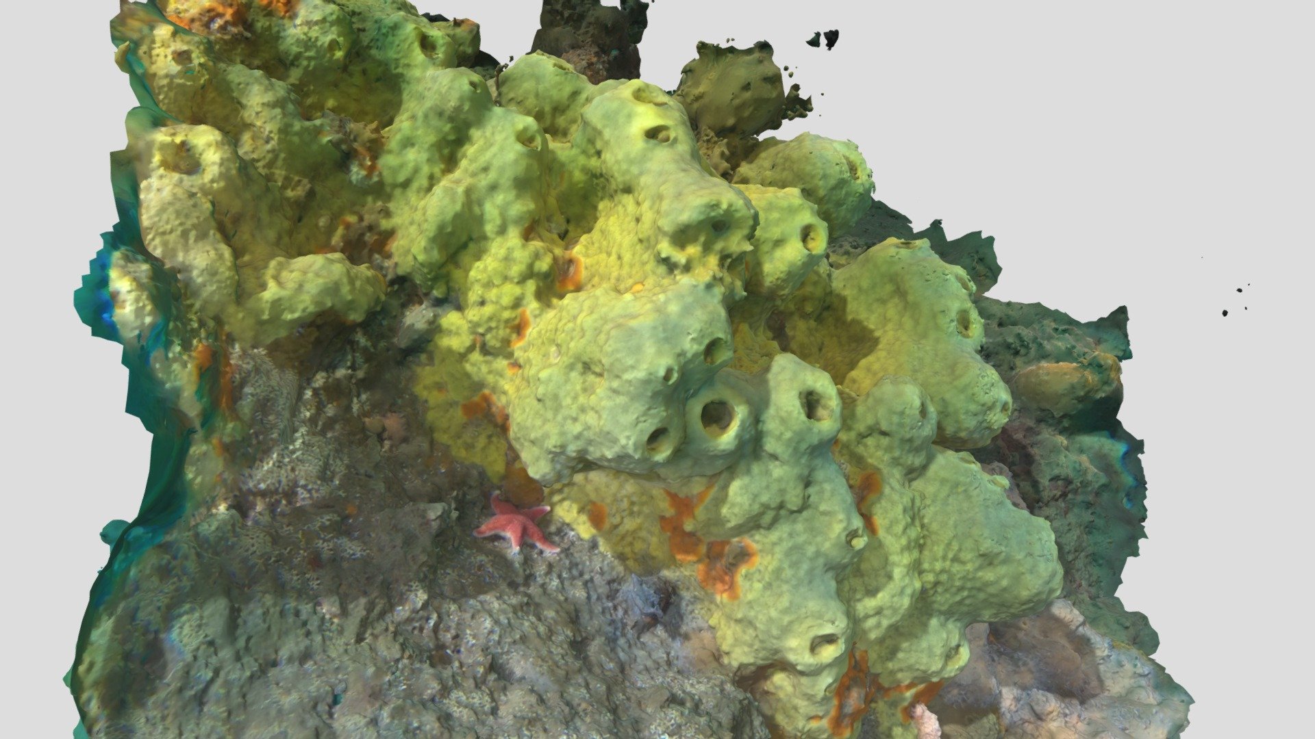 Mycale acerata sponge colony #1 - 3D model by Piotr Balazy (@balazy ...