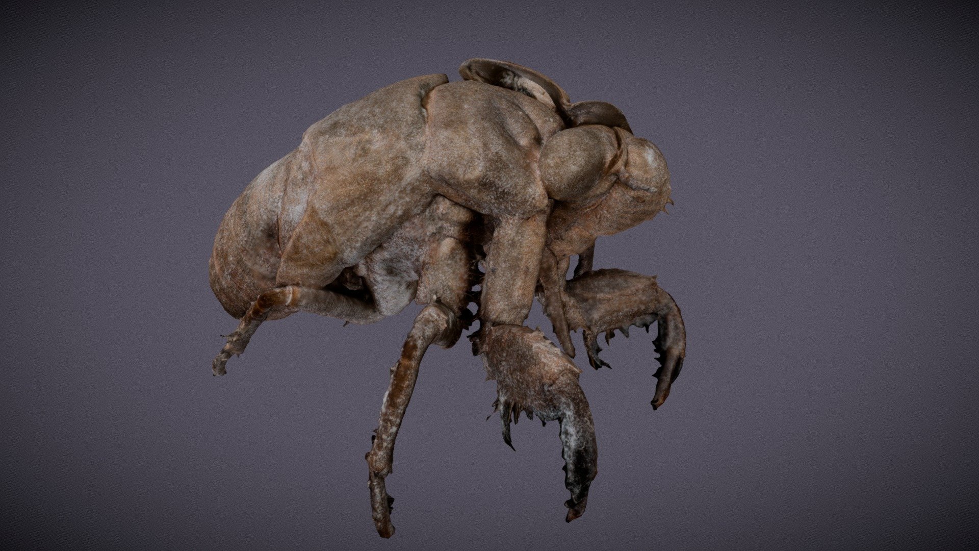 Bug Skin on tree - Buy Royalty Free 3D model by dekahobby [a9cac13 ...