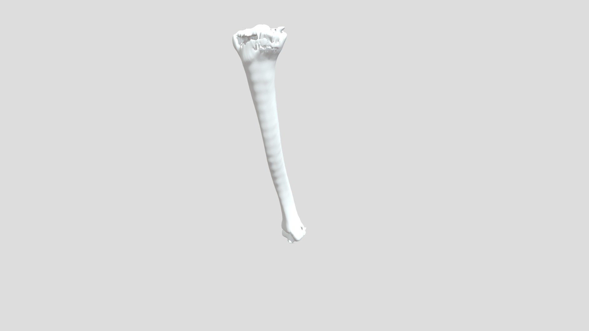 Tibia - 3D model by Andrewperkz (@est.andres.rodrigu11) [a9ccbac] - Sketchfab