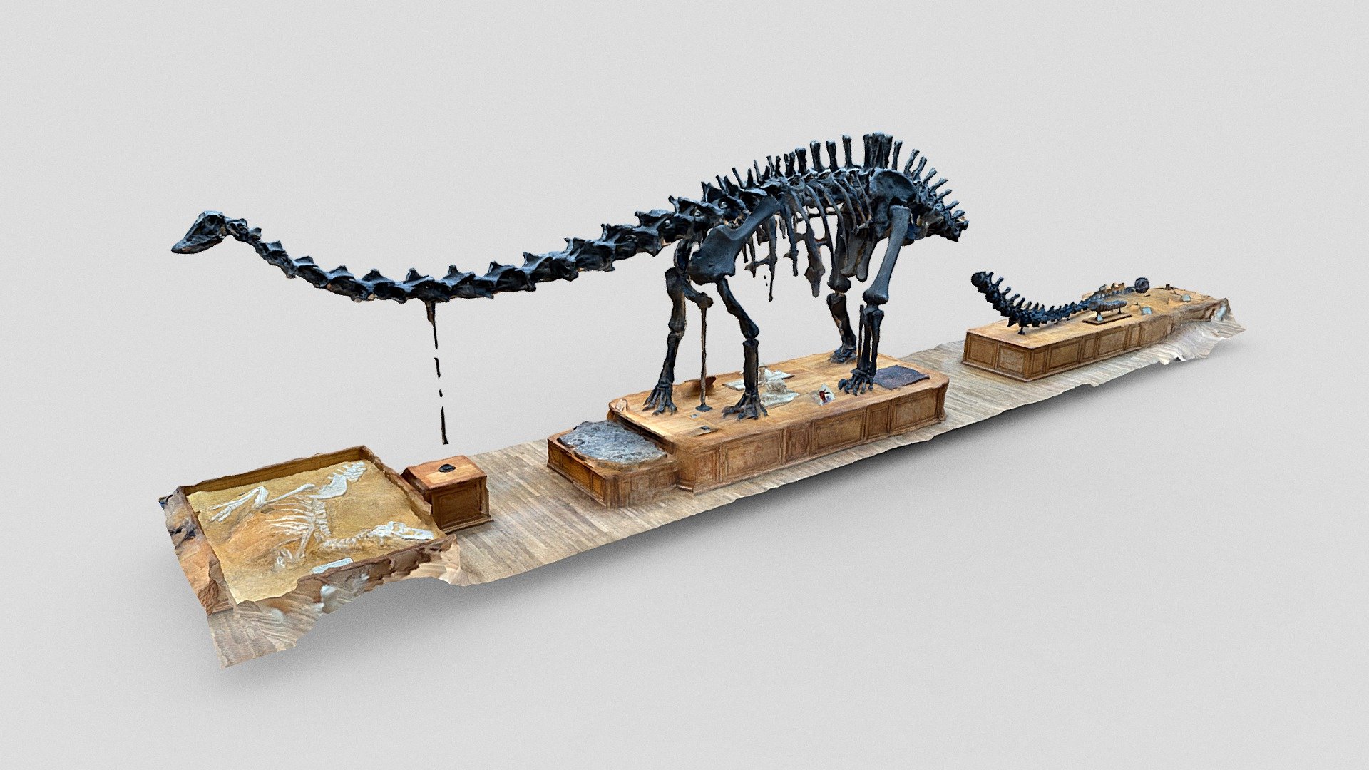 Brontosaurus, Natl. Museum of Natural History - Download Free 3D model ...
