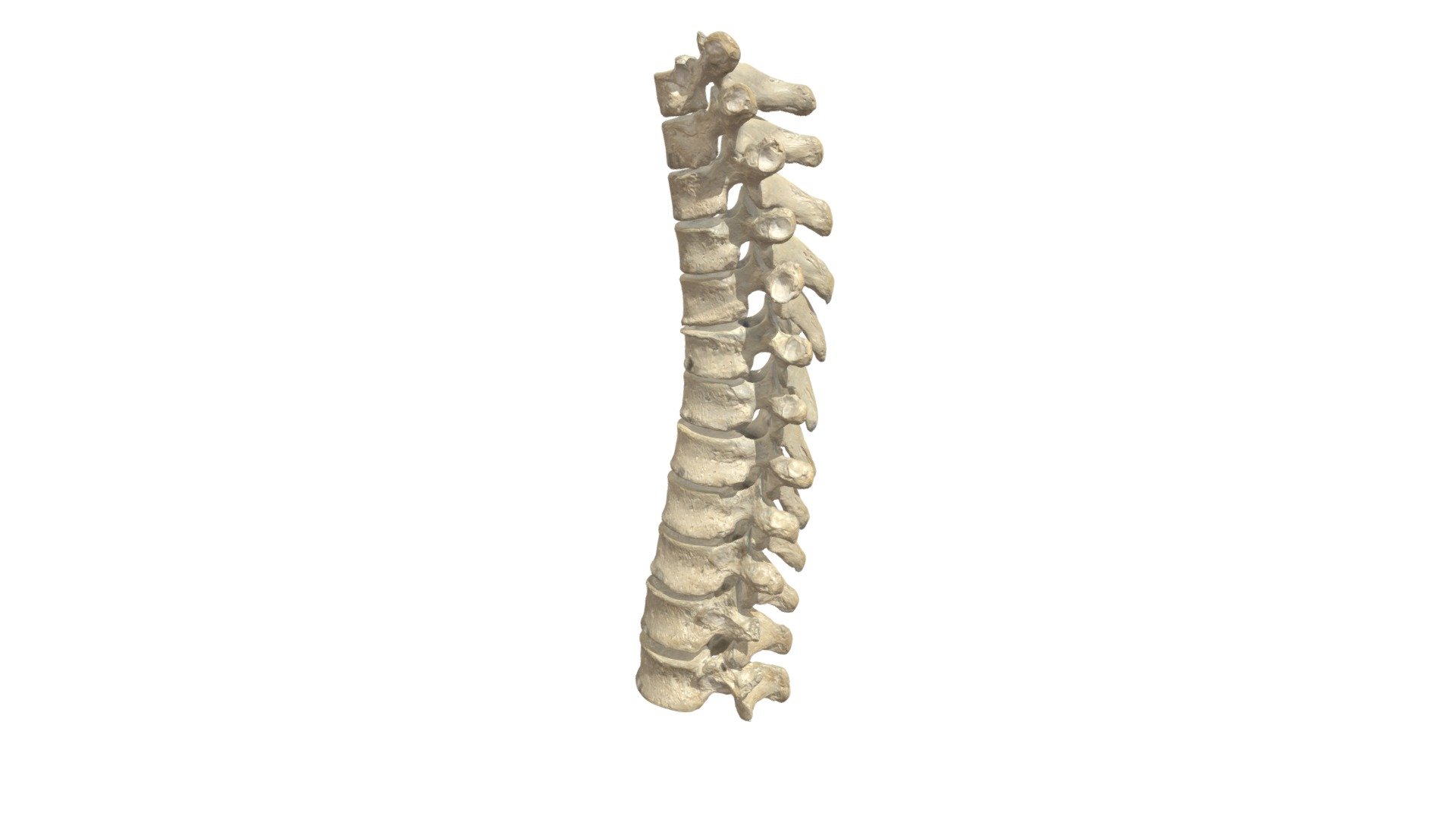 Thoracale vertebrae - 3D model by Universiteit Antwerpen (@marjanmaldoy ...