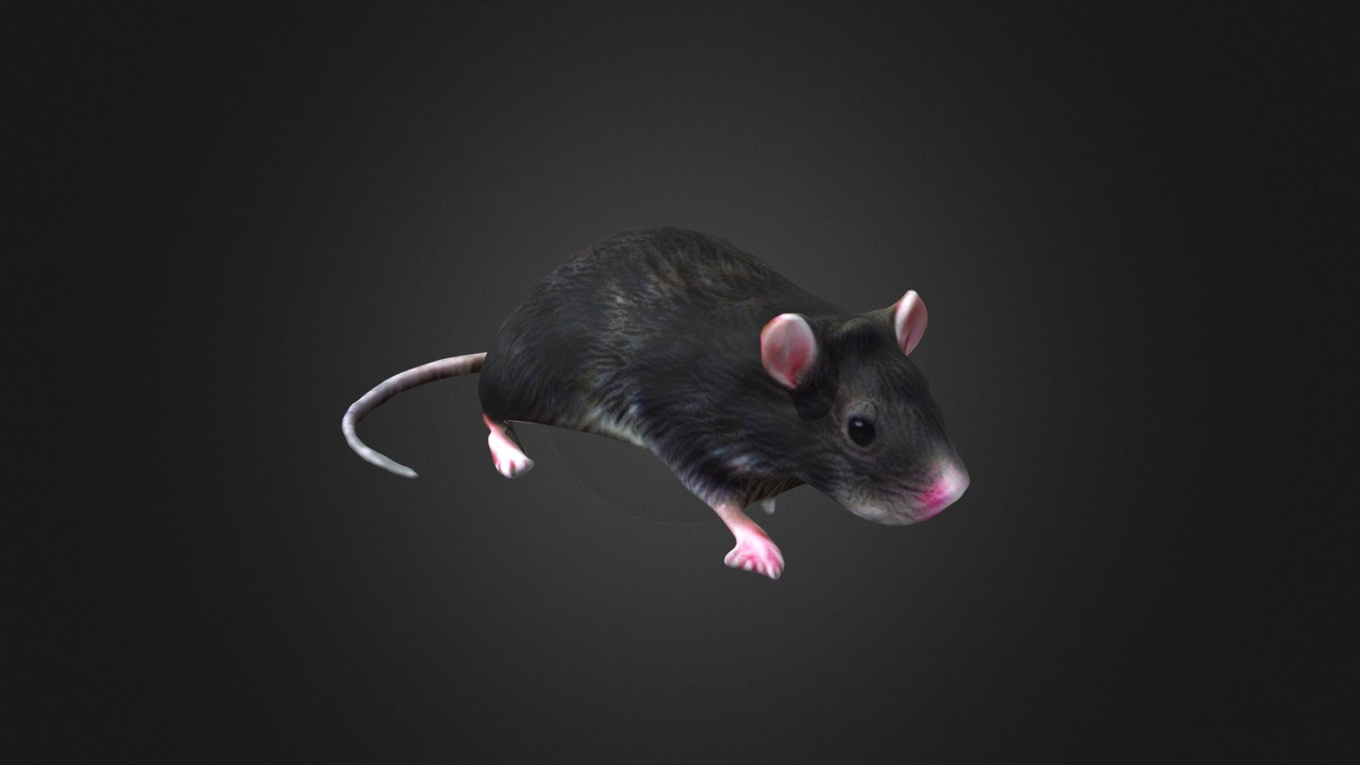 a rat - Download Free 3D model by vicente betoret ferrero (@deathcow ...