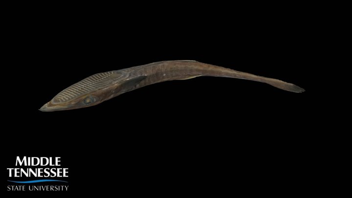 Remora 3D models - Sketchfab