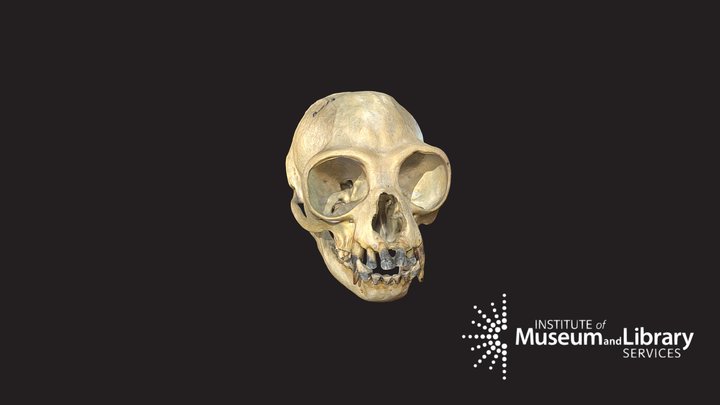 Gibbon 3D models - Sketchfab