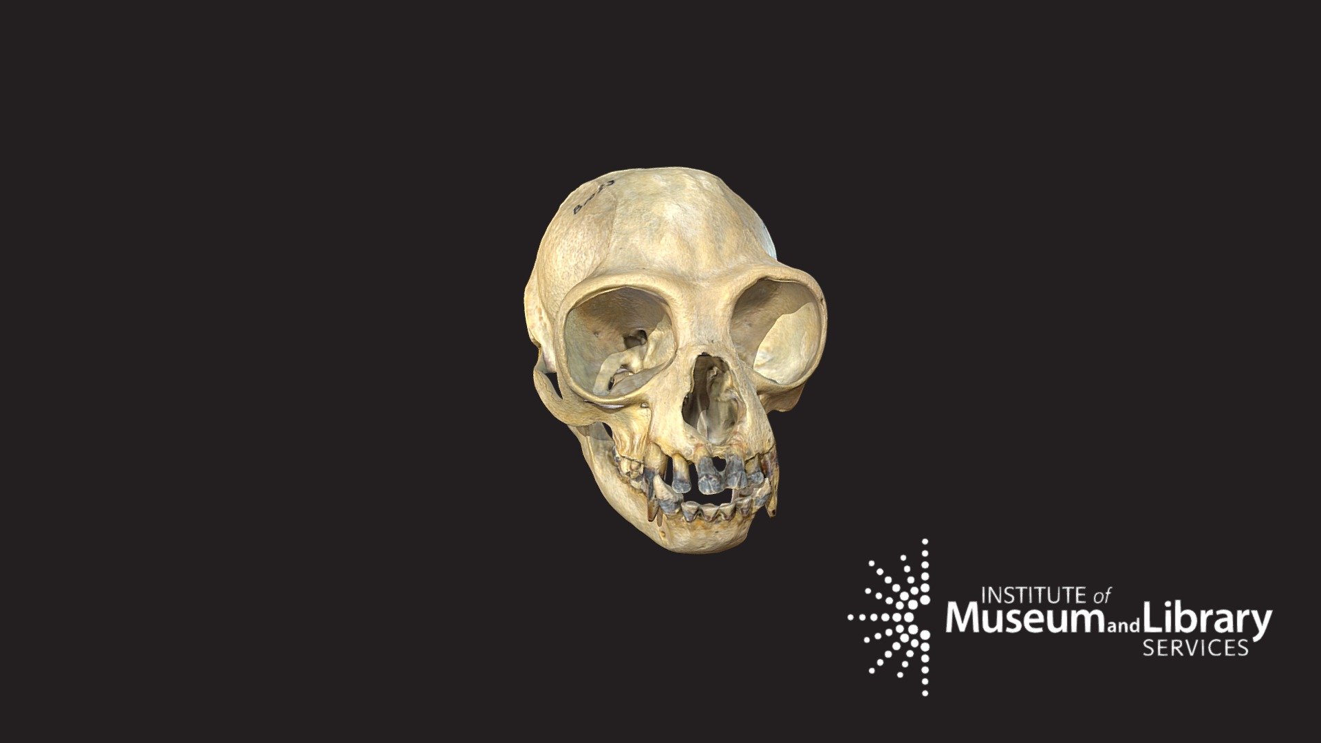 HTB 1023, Agile Gibbon Skull, Male - 3D model by Cleveland Museum of ...