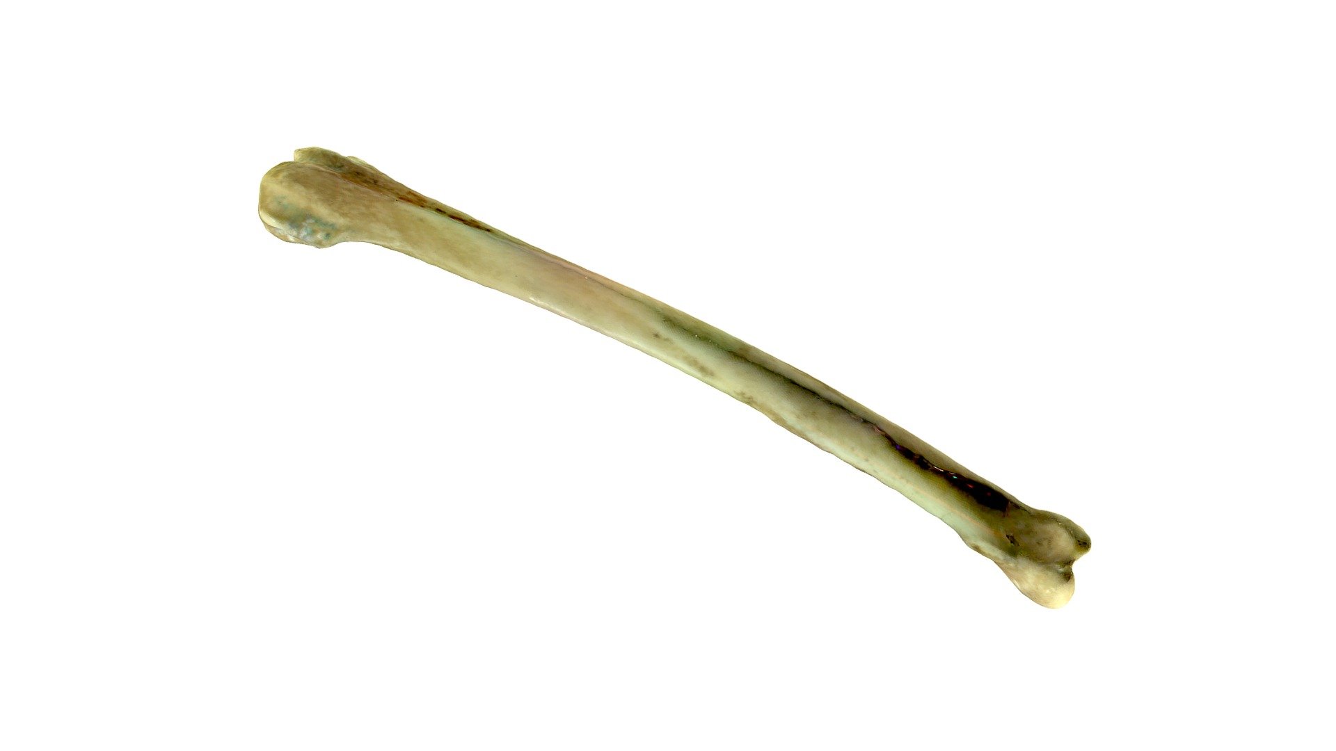 Canine Radius - 3D model by rvcanatomy [a9e5052] - Sketchfab