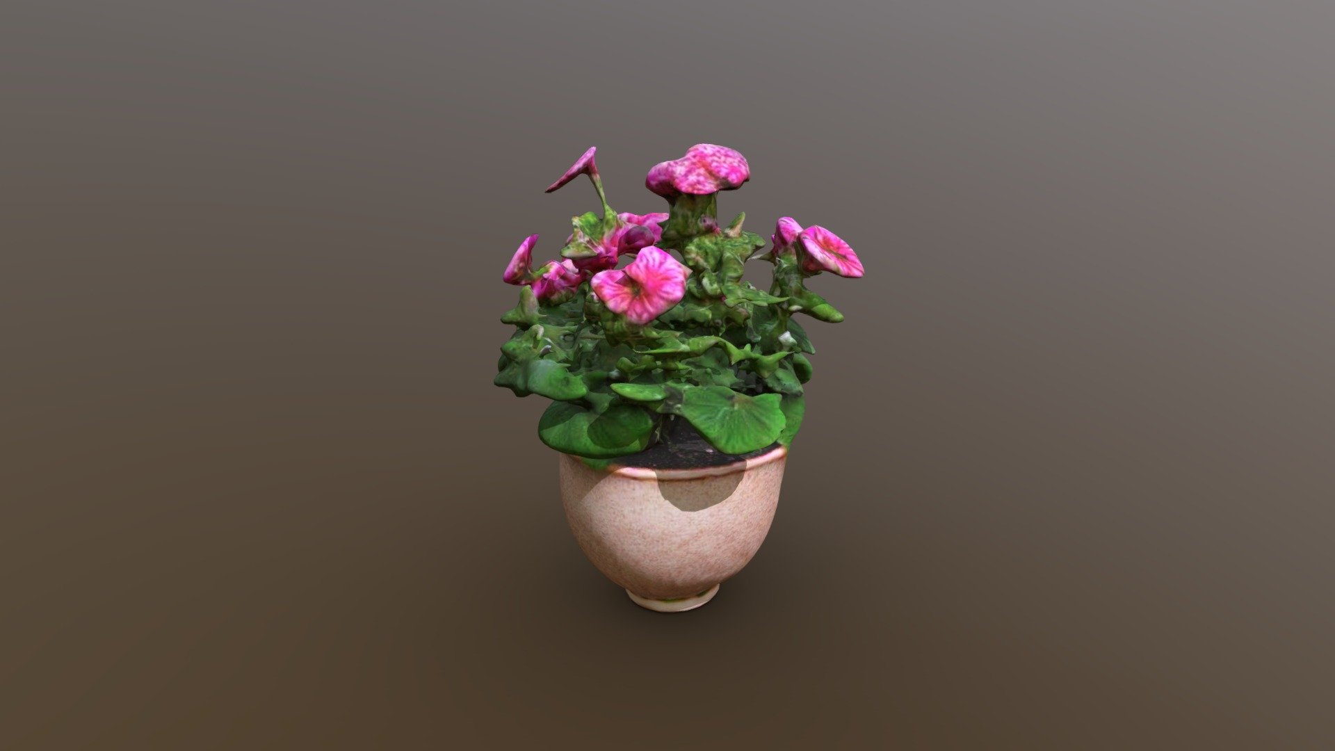 Flowering geraniums planted in a vase - 3D model by Kestulis [a9e65c3 ...