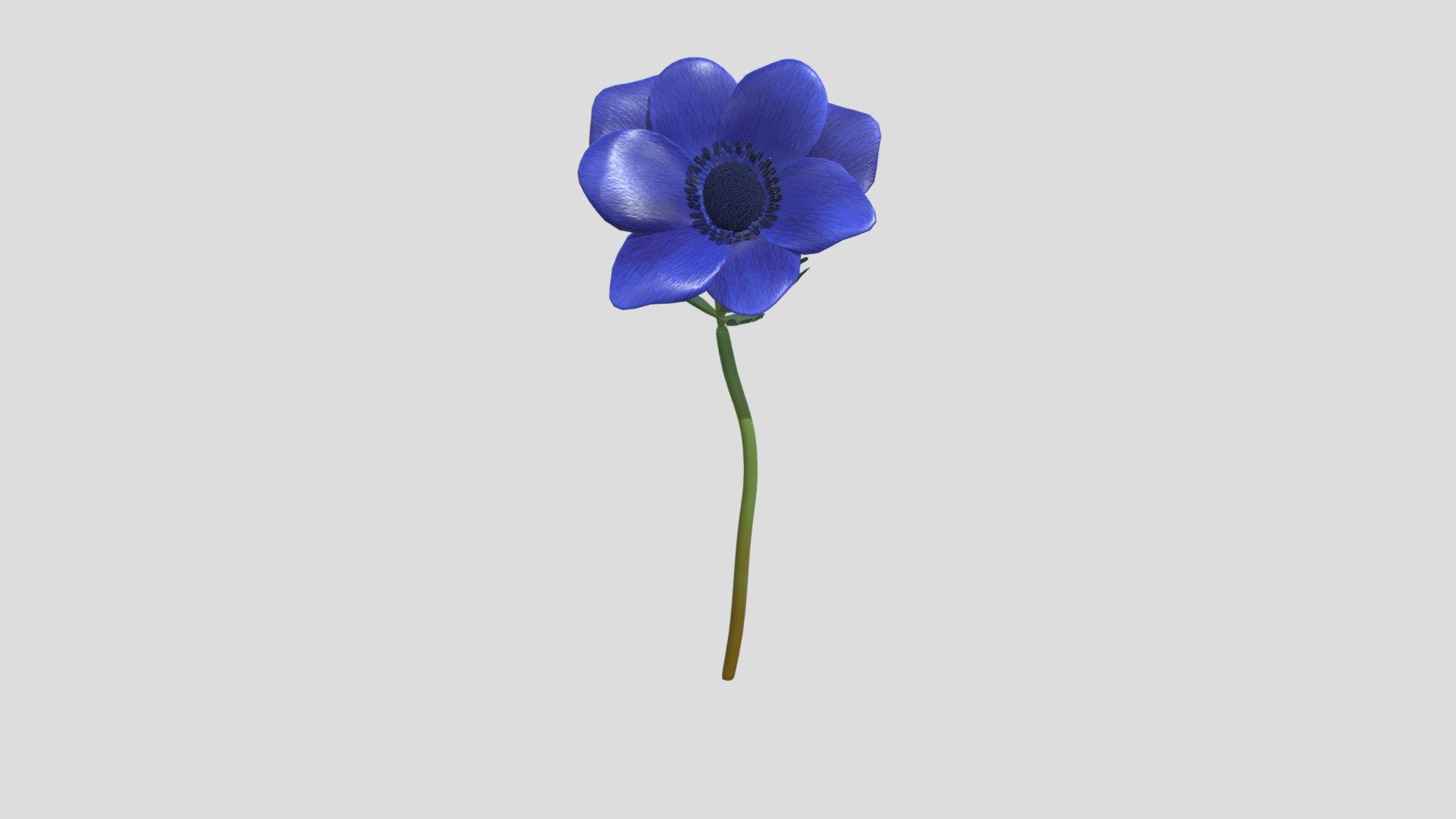 Anemone flower - 3D model by amsiu [a9e65ee] - Sketchfab
