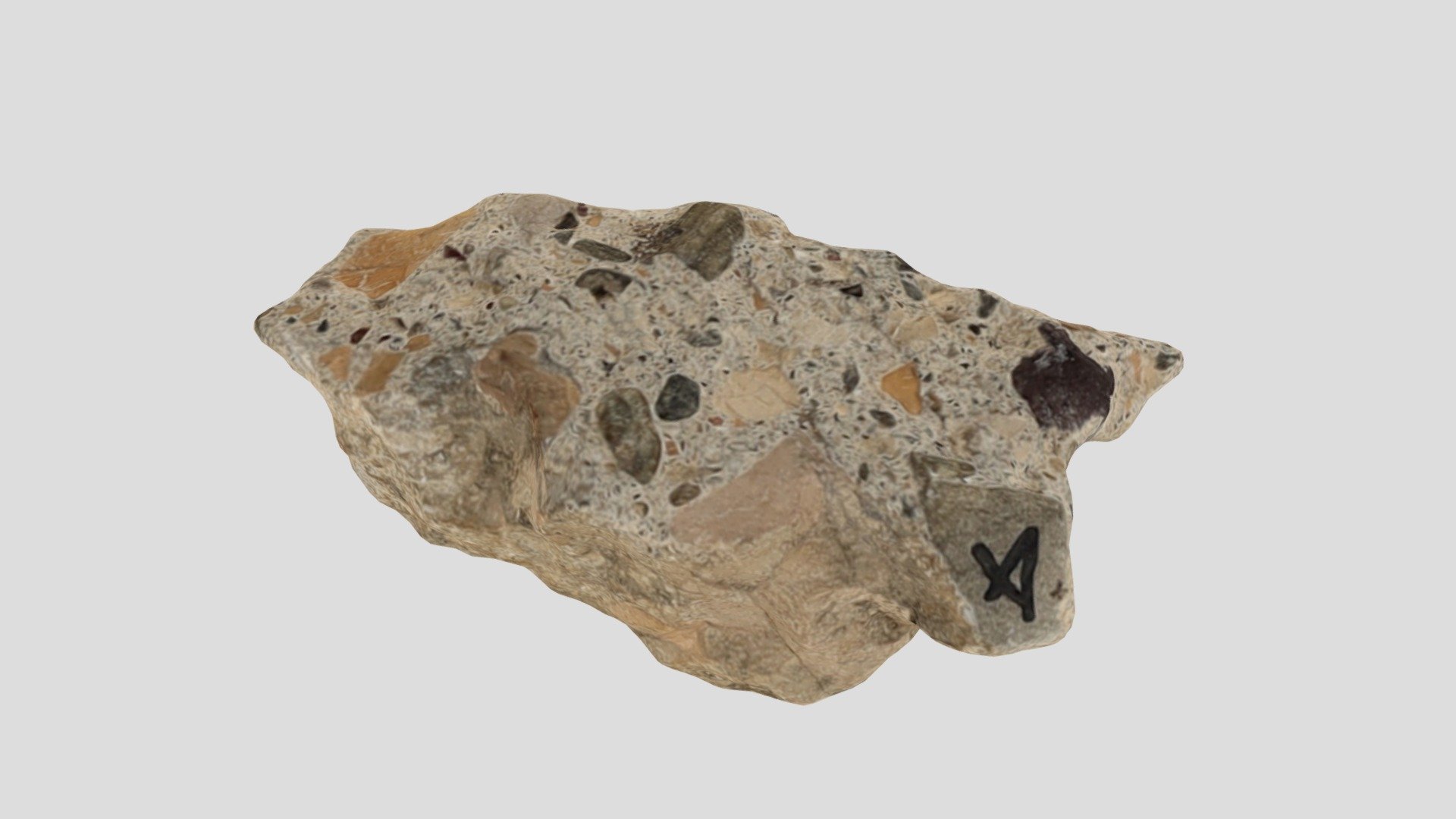 Calce selvatica - 3D model by SMA-UniGe [a9e6fb4] - Sketchfab