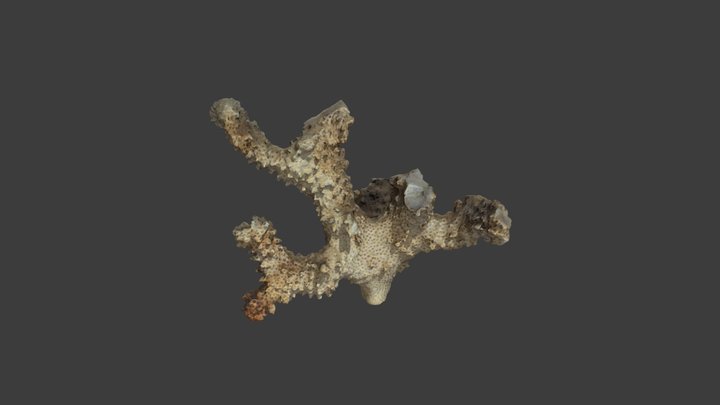 Smithsonian-digitization-program_office 3D models - Sketchfab