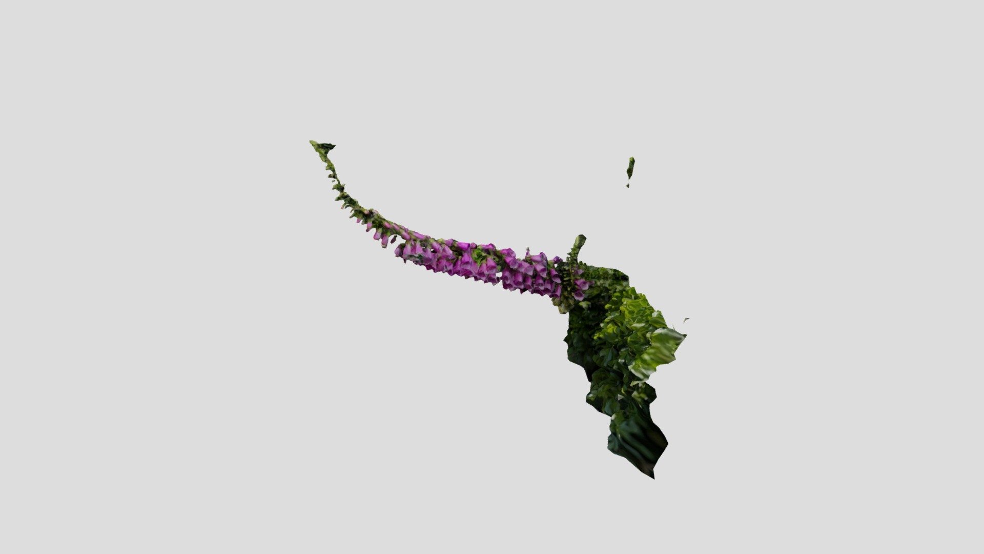 Flower test - Download Free 3D model by PHORIA XR STUDIO (@scann3d ...