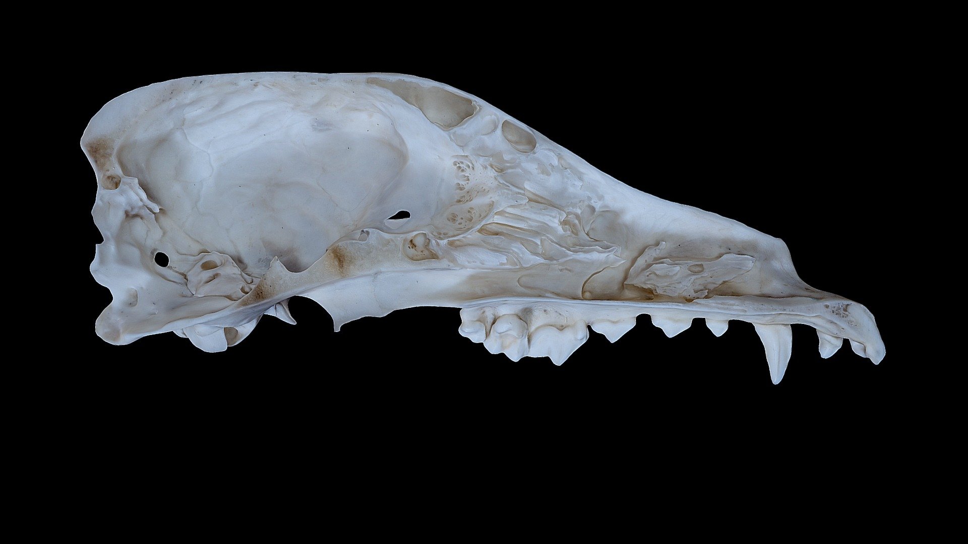 Dog skull section - 3D model by Interstellar Simian (@interstellar ...