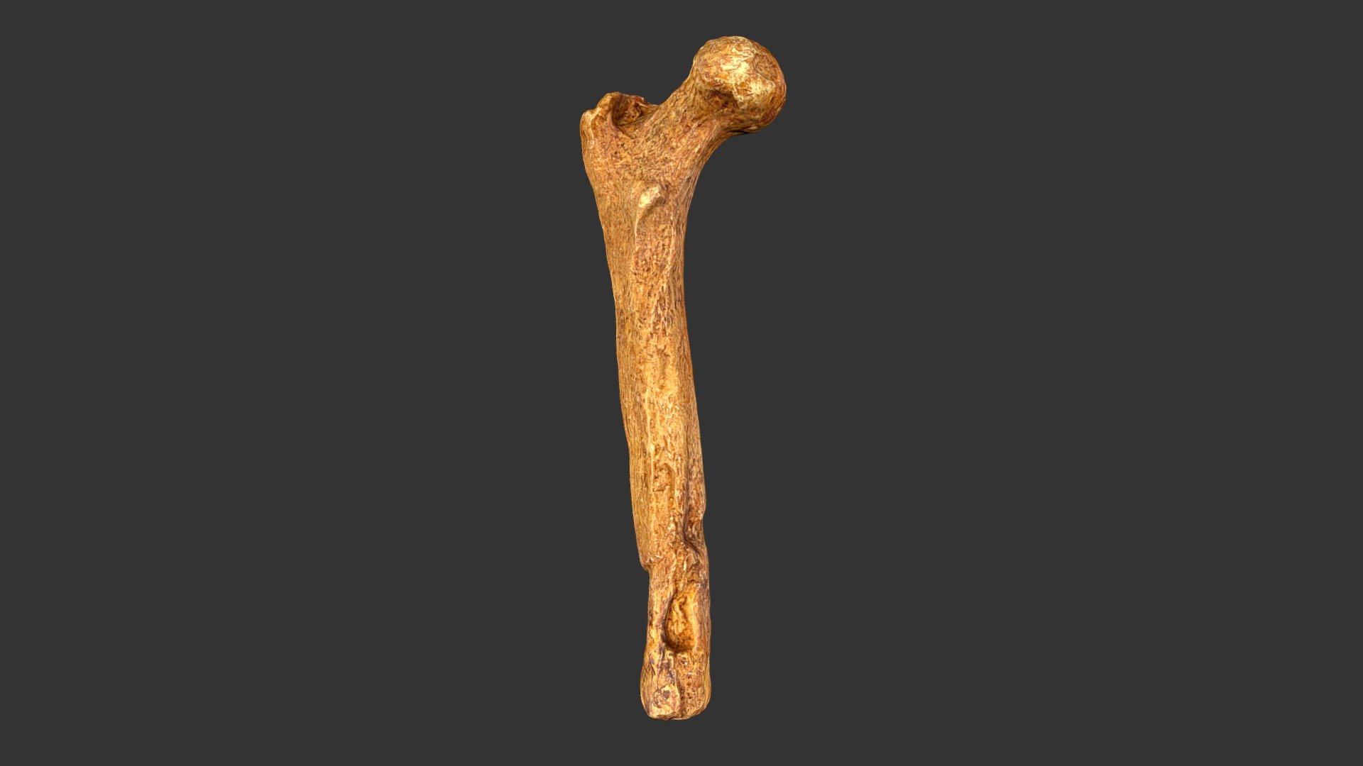 Australopithecus afarensis (2501.1rp17) - femur - Download Free 3D ...