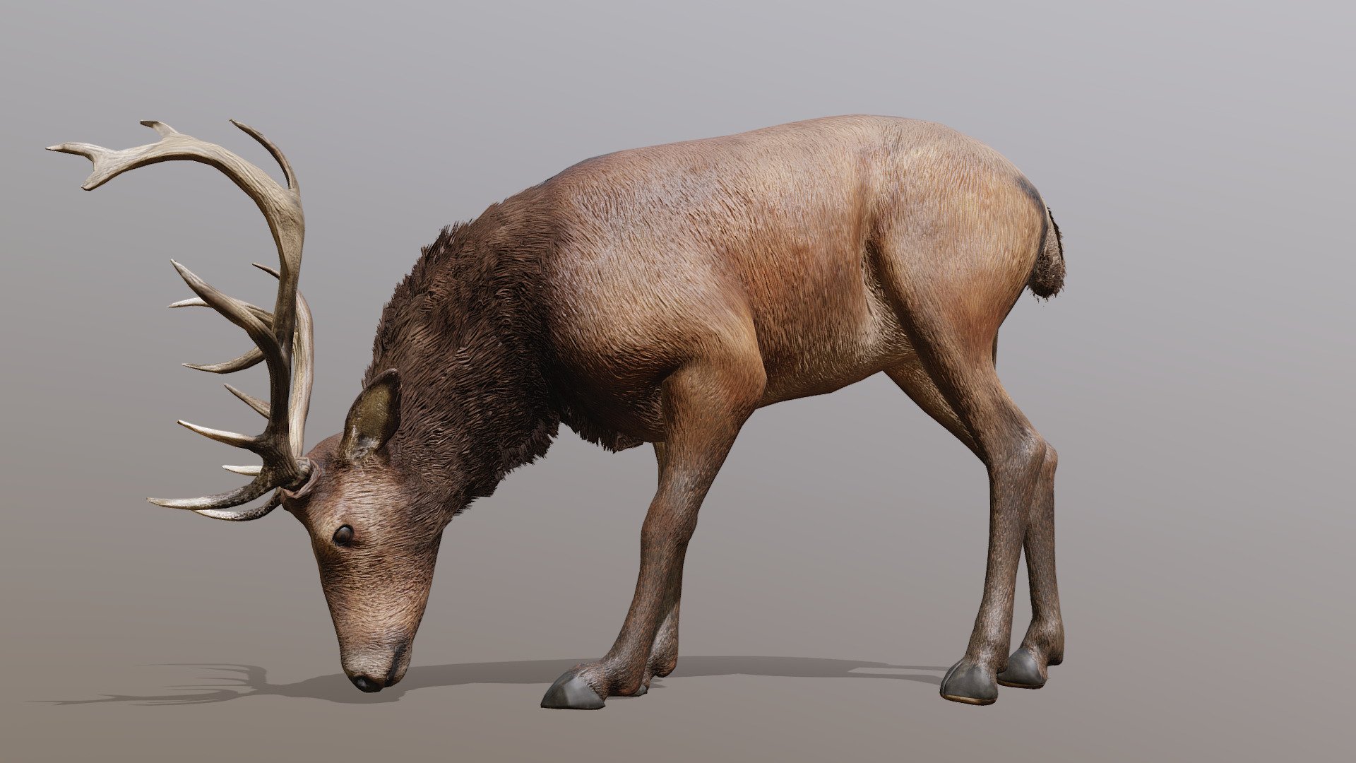 Deer Animated - 3D model by Fujitora (@dubaakoor22) [a9ff9b5] - Sketchfab