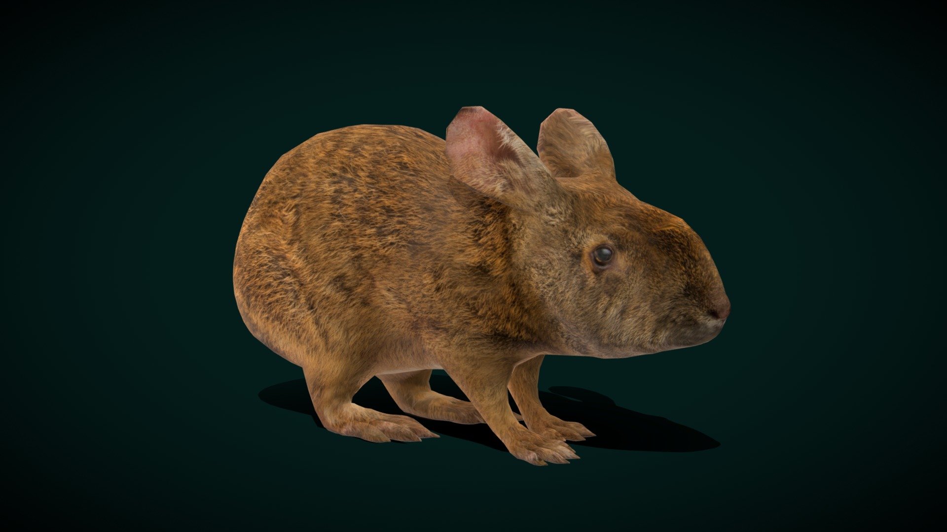 Lower Keys Marsh Rabbit (Endangered) - Buy Royalty Free 3D model by ...