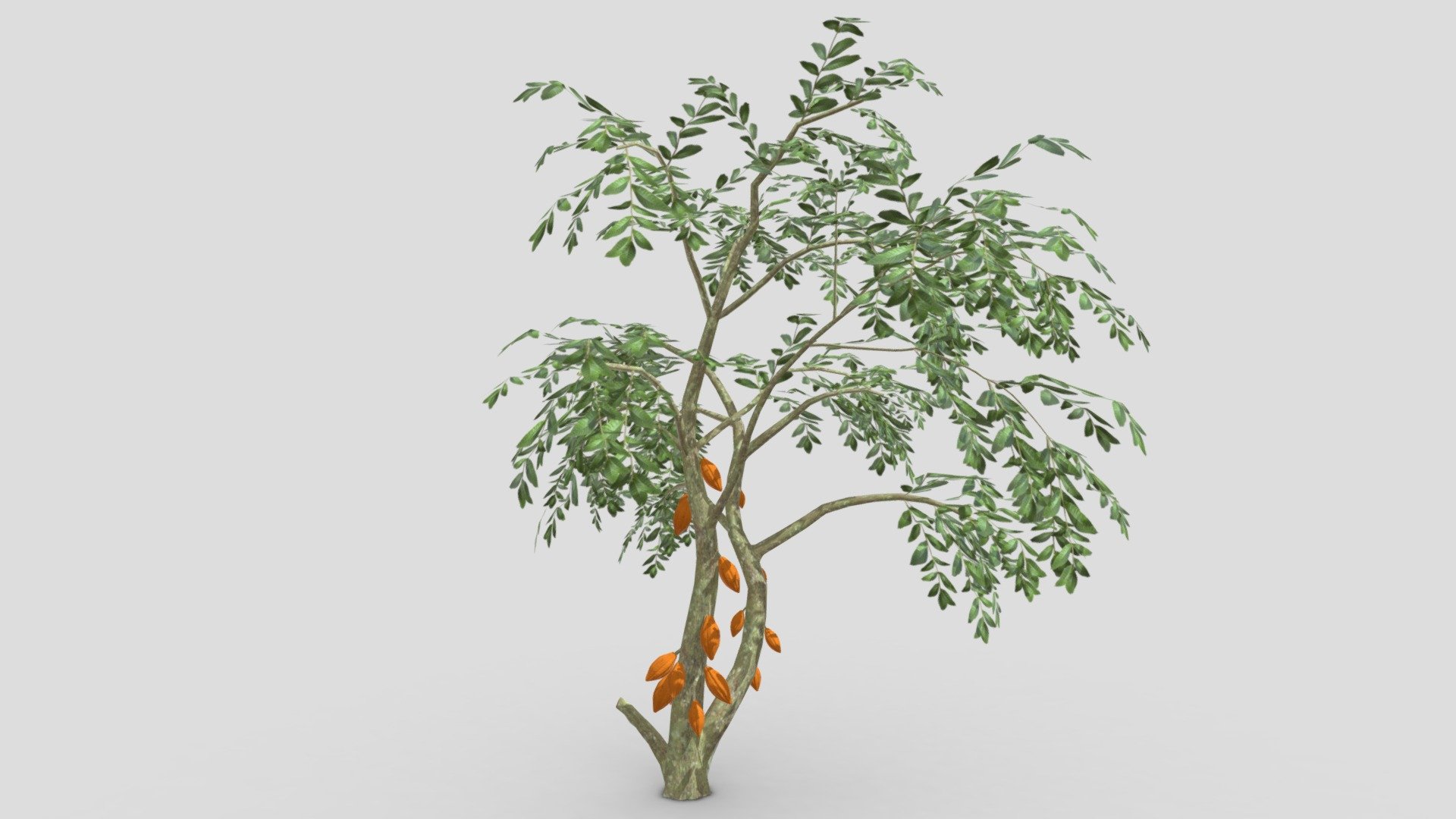 Cacao Tree( Orang Fruit)- 05 - Buy Royalty Free 3D model by ASMA3D ...