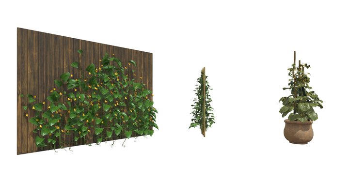 Cucumber 3D models - Sketchfab