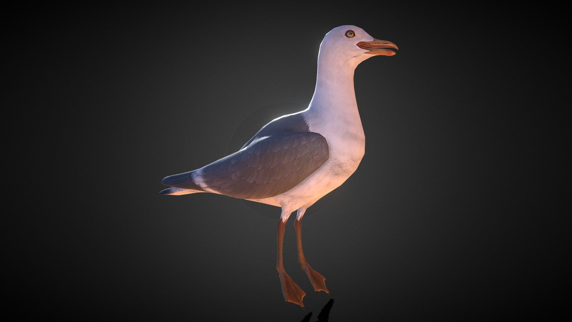 Sea Gull - Buy Royalty Free 3D model by animod [aa0f605] - Sketchfab Store