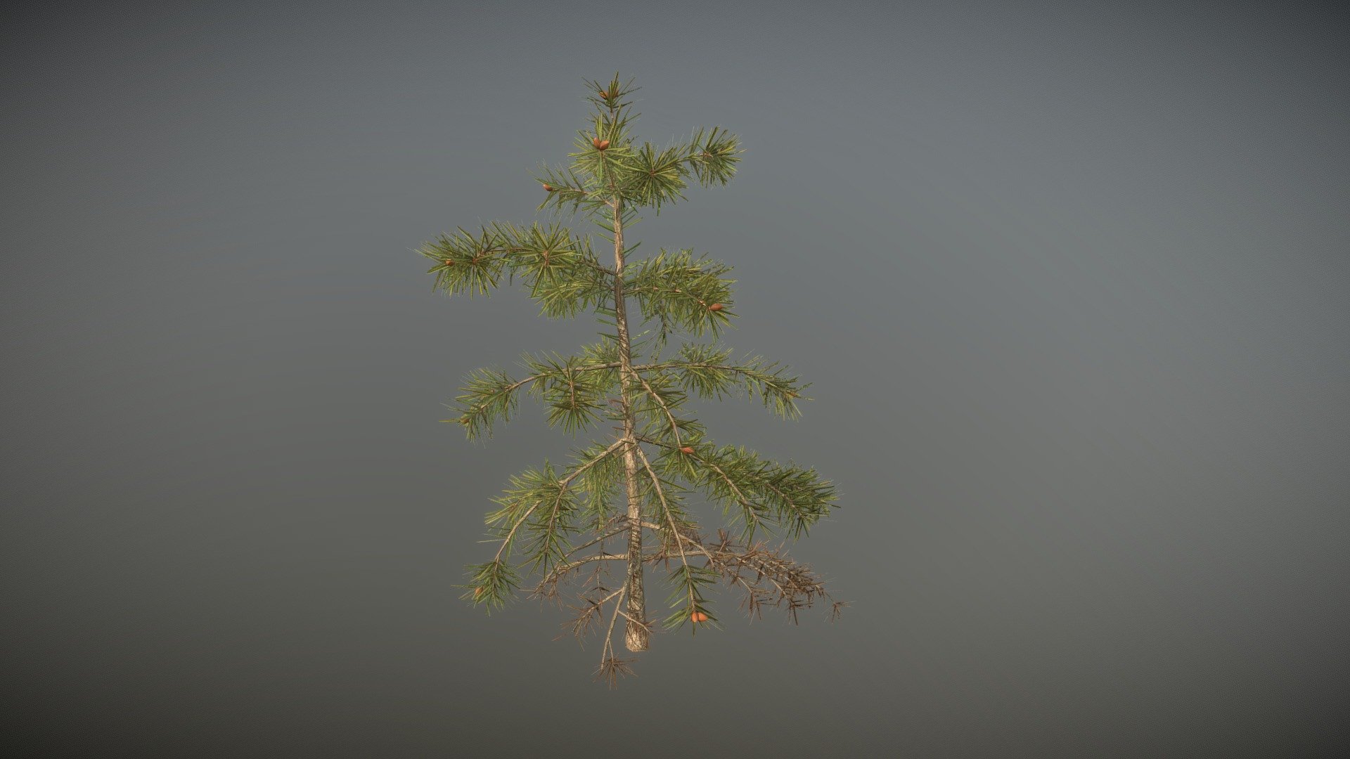 spruce sapling - Buy Royalty Free 3D model by KarynaTrychyk [aa13bb4 ...