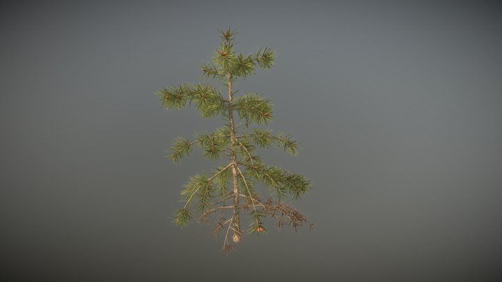 Sapling 3D models - Sketchfab