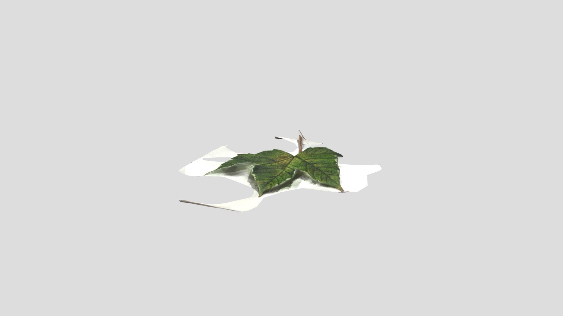 Leaf3 - Download Free 3D model by benlewismav [aa14857] - Sketchfab