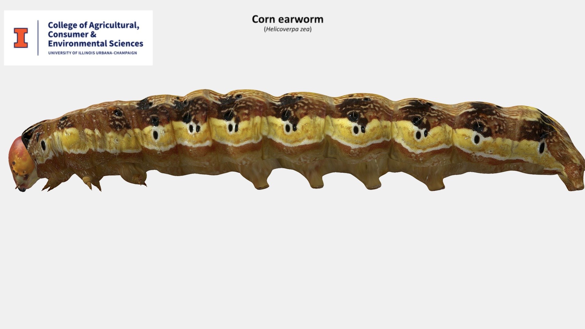 Corn earworm - color 01 - 3D model by Yony T. Callohuari (@ycallohuari ...