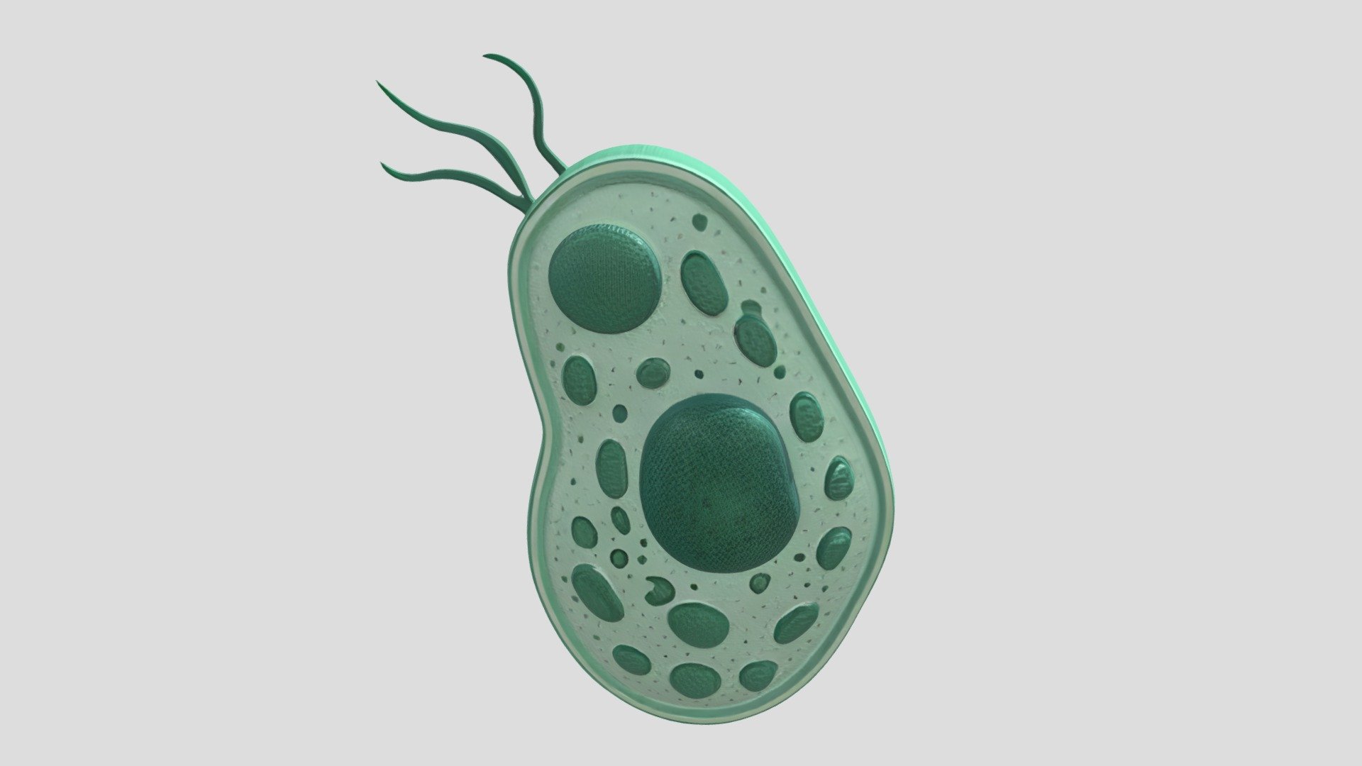 Single-celled organism [ai] - Download Free 3D model by dinoguy263allo ...