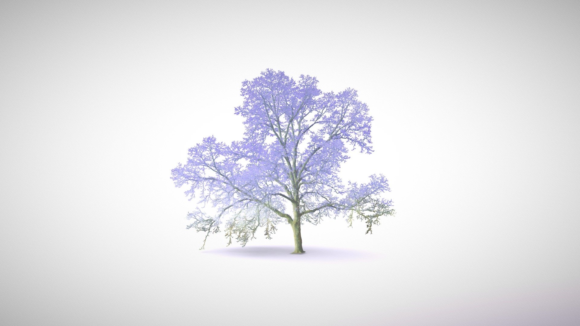 Amphitheatre Tree - 3D model by mvs3pn [aa266ec] - Sketchfab