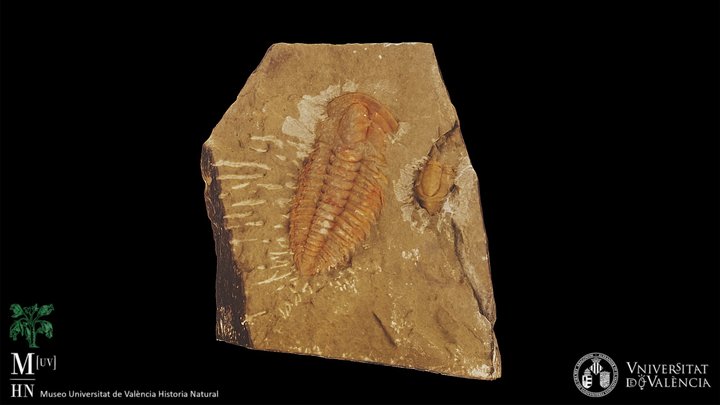 Cambrian 3D models - Sketchfab