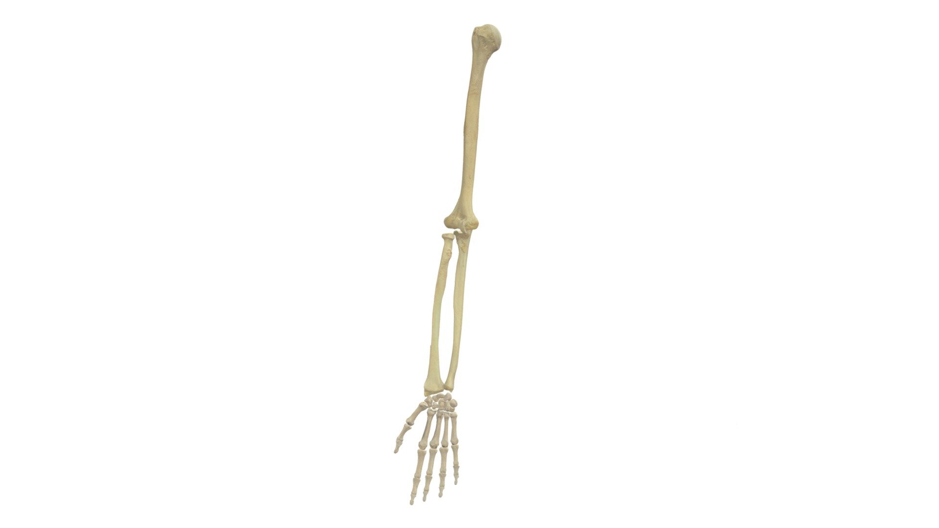 arm - 3D model by Universiteit Antwerpen (@marjanmaldoy) [aa2b321 ...
