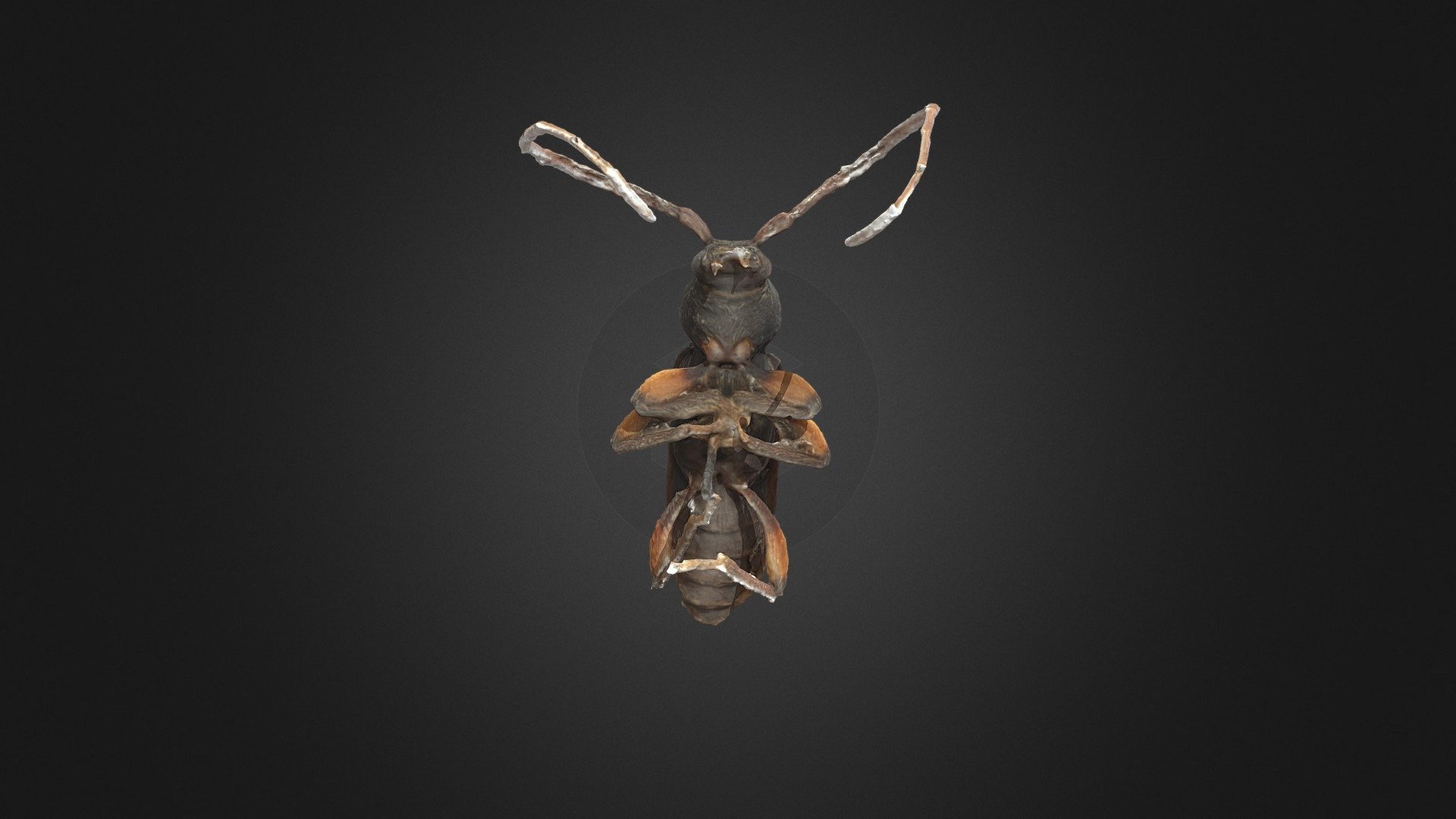Ashand Privet Borer - Download Free 3D model by University Libraries at ...