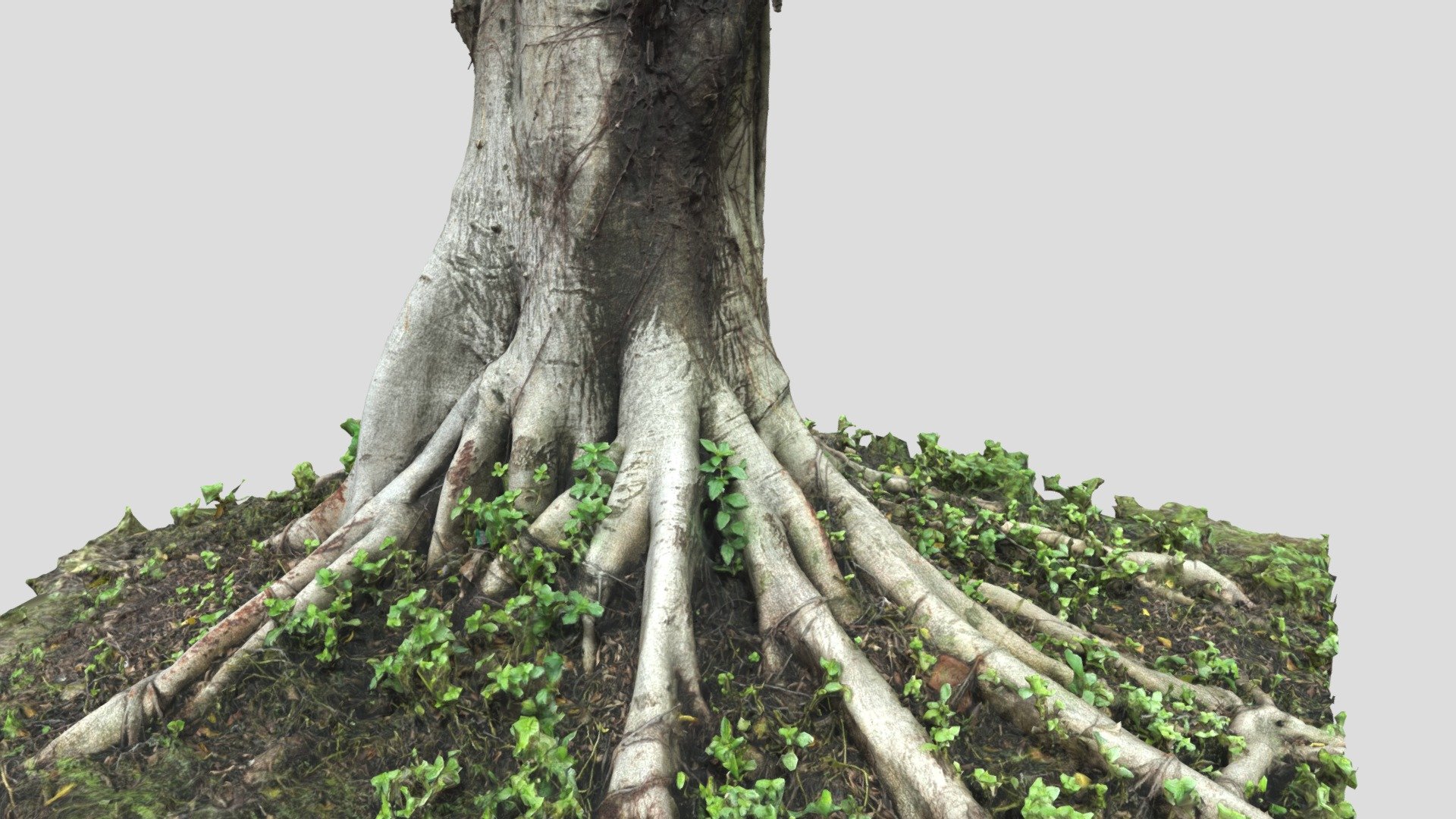 Tree 14 Scan - Download Free 3D model by joeshu [aa3a7e5] - Sketchfab