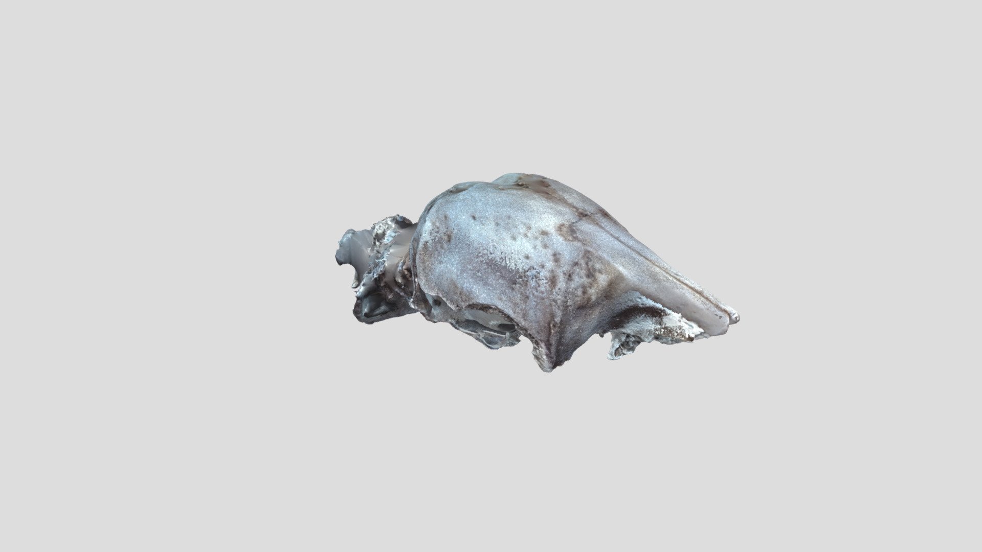 Grey Seal (Halichoerus grypus) Partial cranium - Download Free 3D model ...