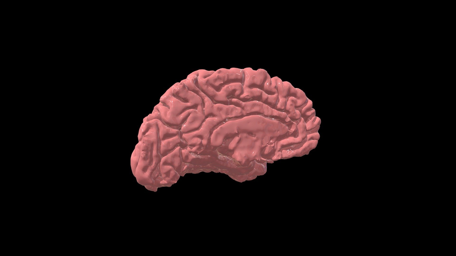 Brain Half - Download Free 3D model by SonicTortle [aa3d9f7] - Sketchfab