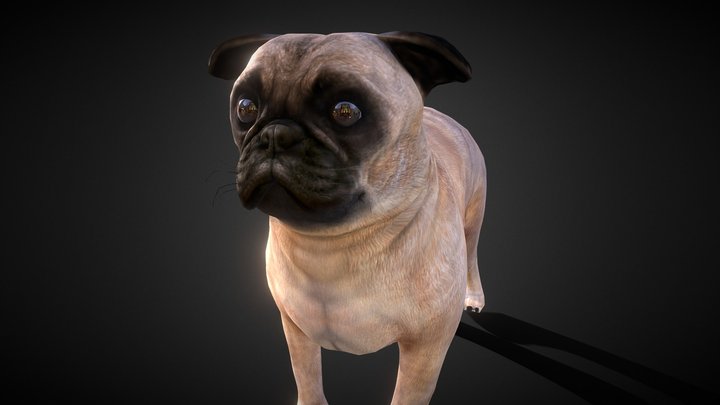 Pug 3D models - Sketchfab