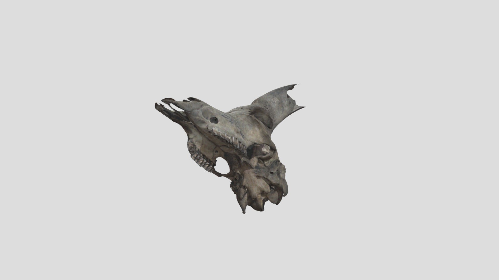 Capra ibex - 3D model by osteoarchaeology [aa50a50] - Sketchfab