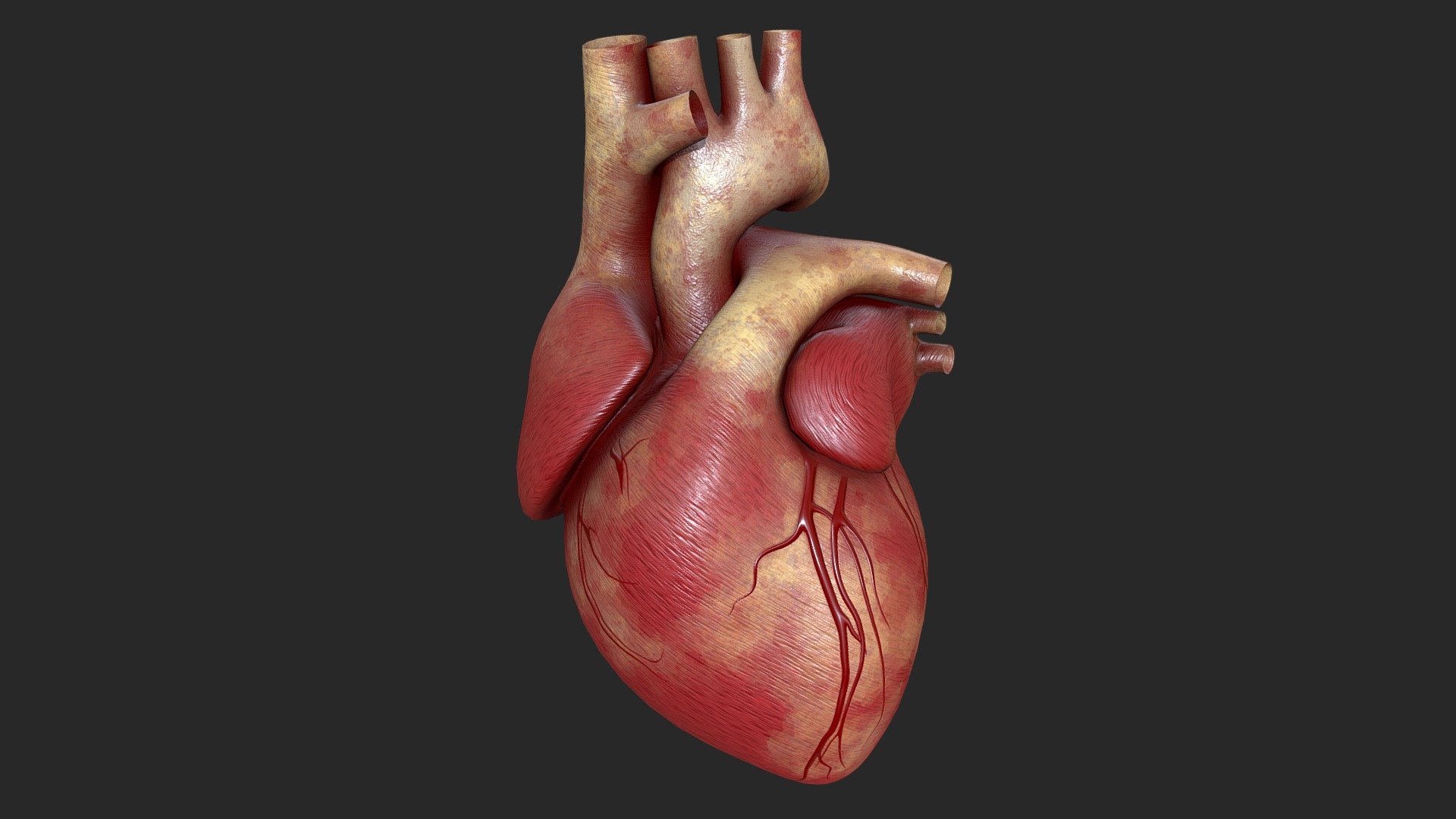 Heart - 3D model by Sunil Dev Hariharan (@sdh93) [aa58670] - Sketchfab