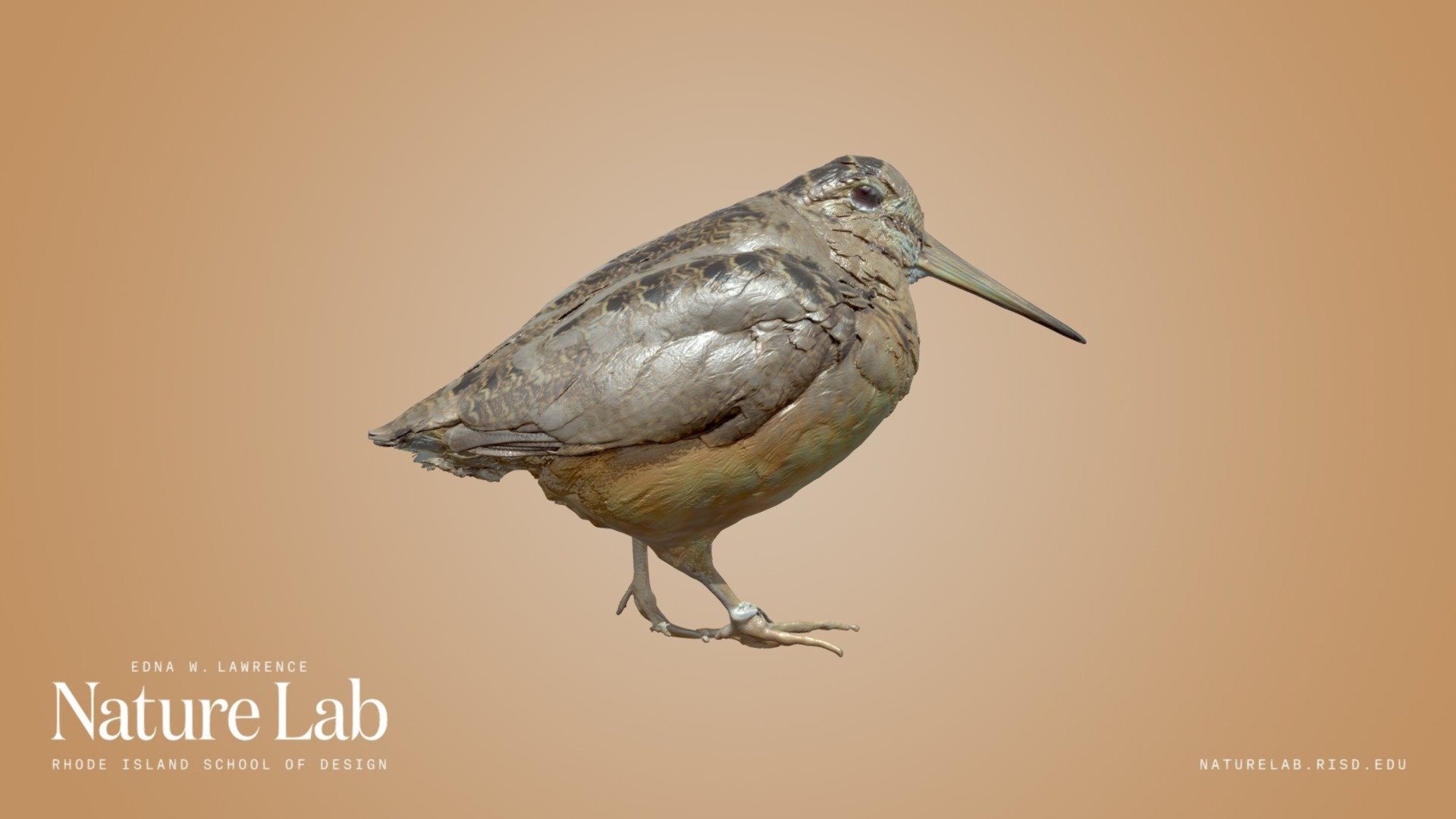 American Woodcock - Download Free 3D model by RISD Nature Lab ...