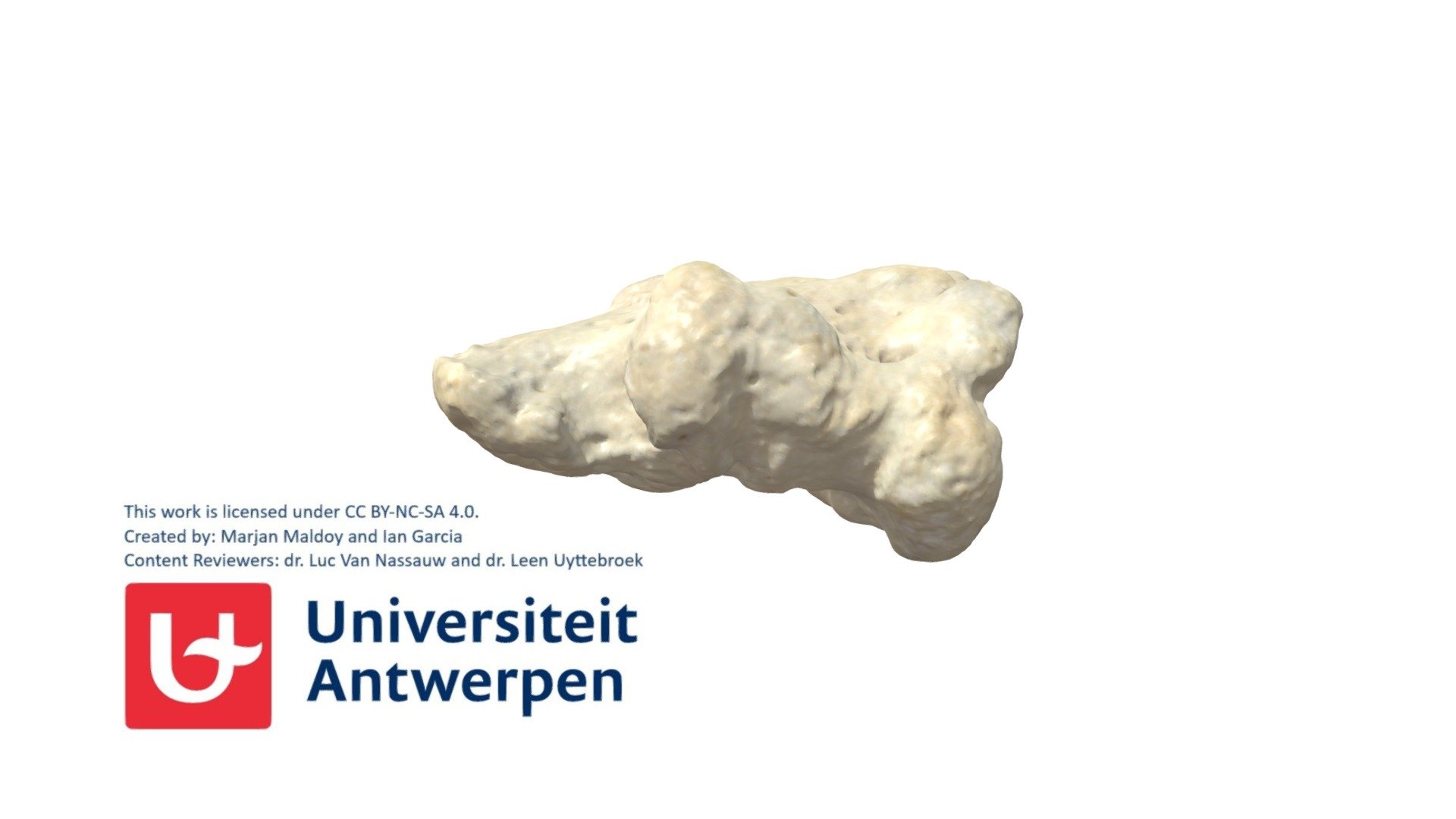 Rechter Phalanx Media- Distalis V met annotaties - 3D model by ...