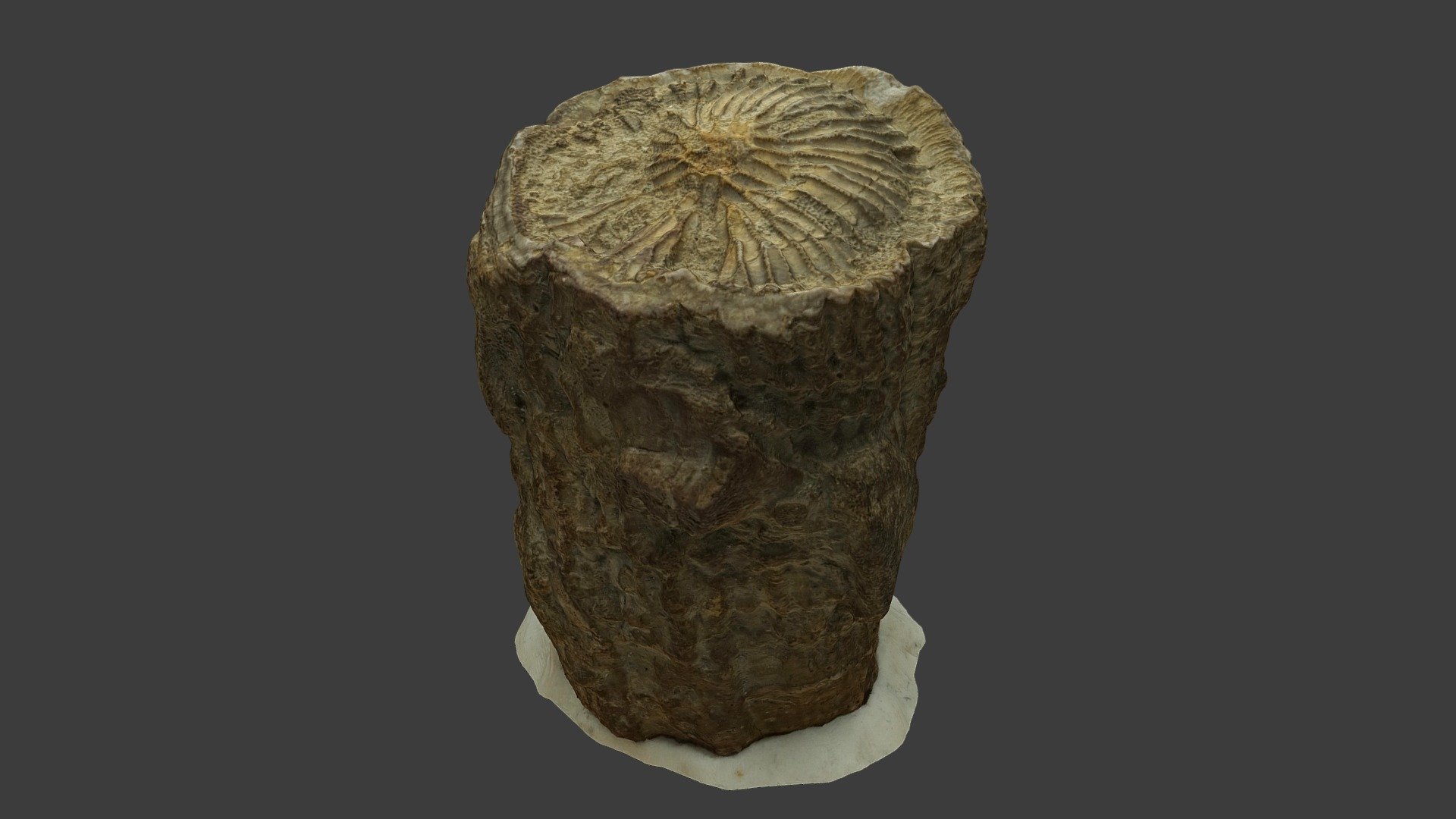 Hippurites organisans (Castellón) - 3D model by PALEOV-UJA [aa5f7b1 ...