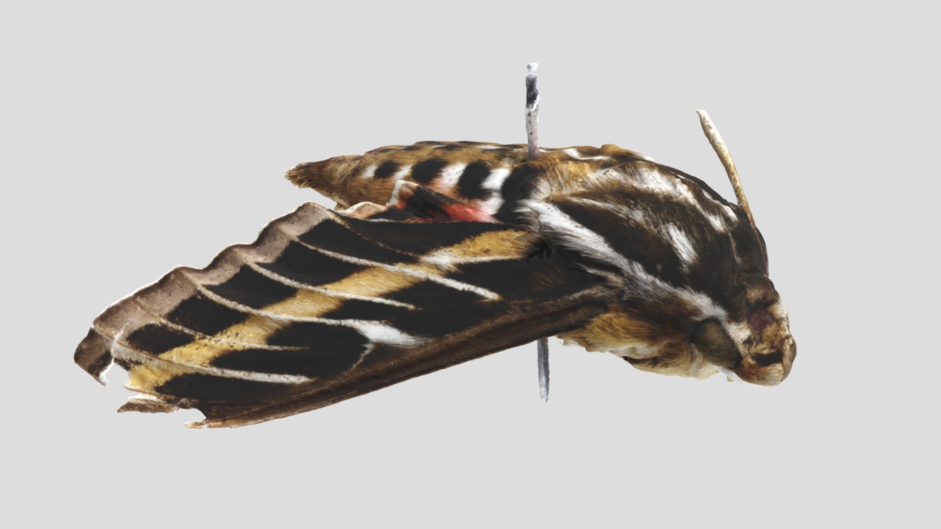 Moth Model - 3D model by UNM ARTSLab (@unmartslab) [aa629b4] - Sketchfab