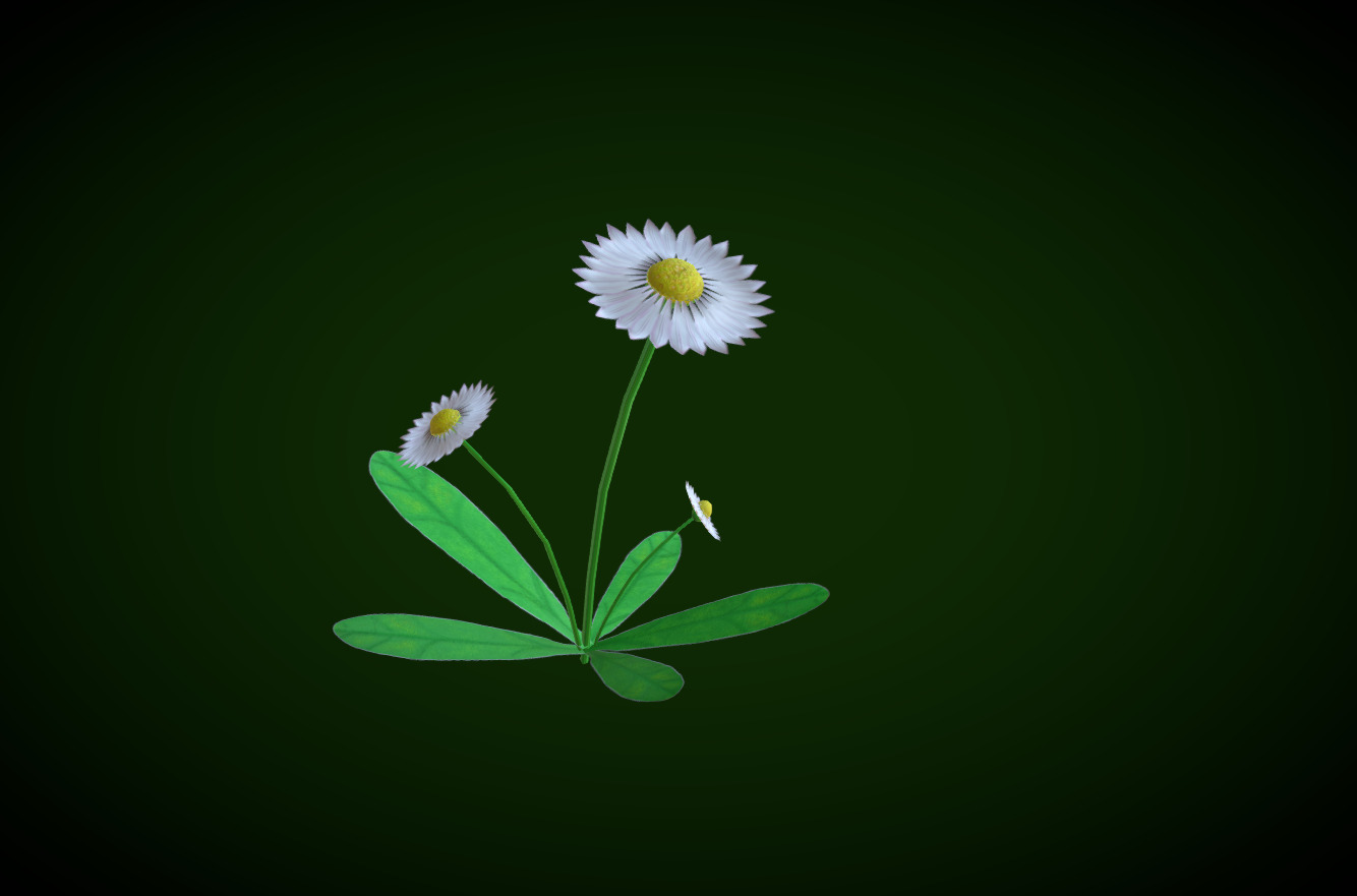 Daisy Flower - 3D model by Simaan [aa6699d] - Sketchfab