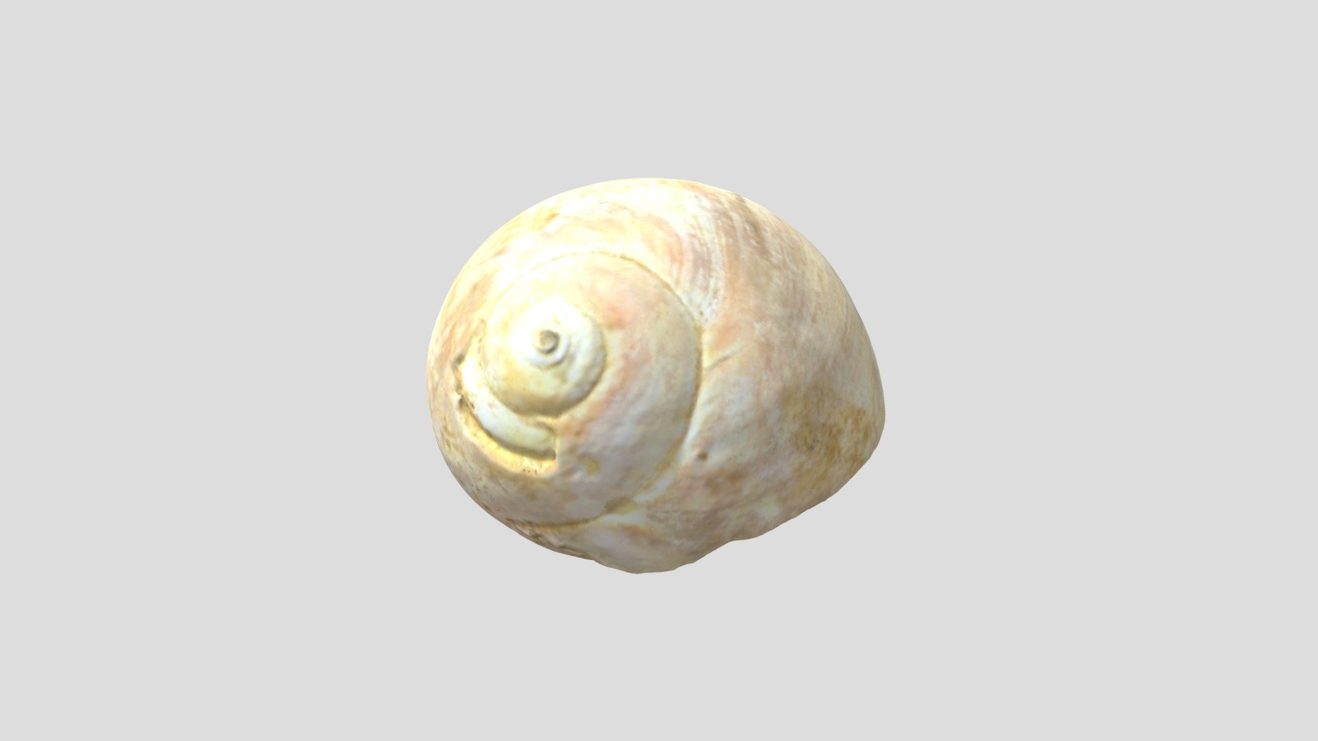 Snail Shell (VCU_3D_5239) - Download Free 3D model by Virtual Curation ...