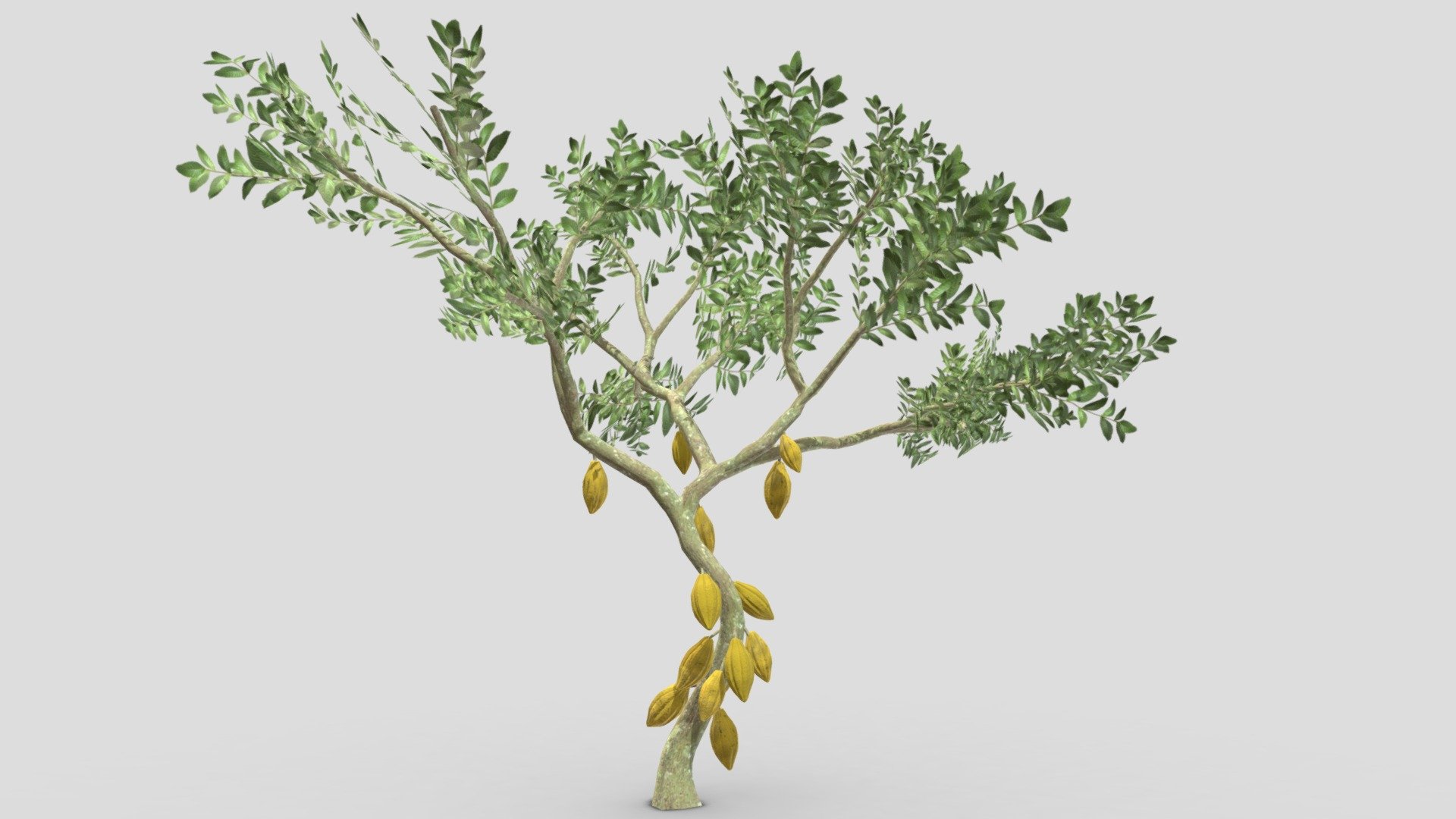 Cacao Tree( Yellow Fruit)- 03 - Buy Royalty Free 3D model by ASMA3D ...