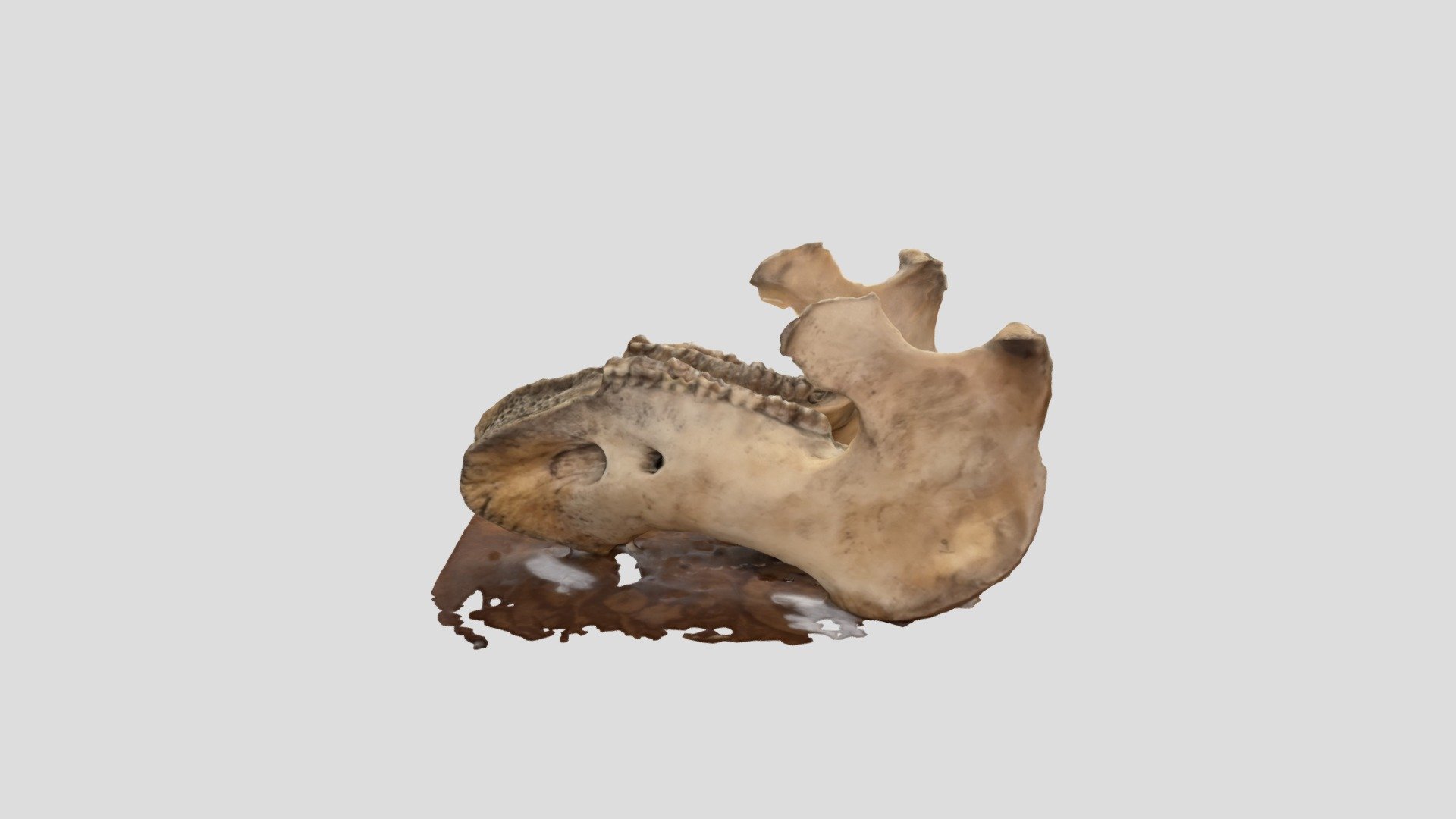 Manatee Skull - Download Free 3D model by Ben Winkelman (@bwinkelman ...