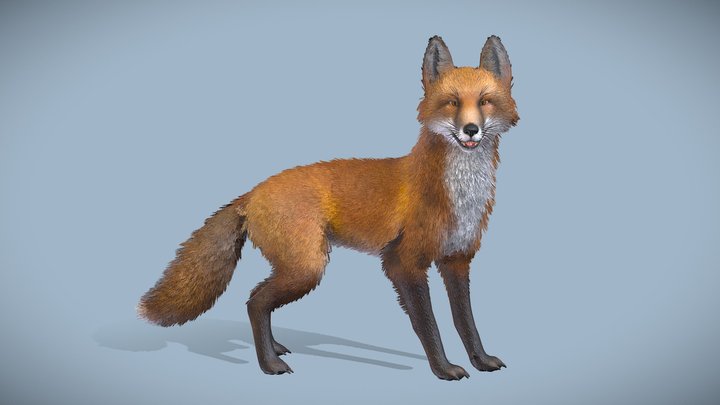 Fox 3D models - Sketchfab