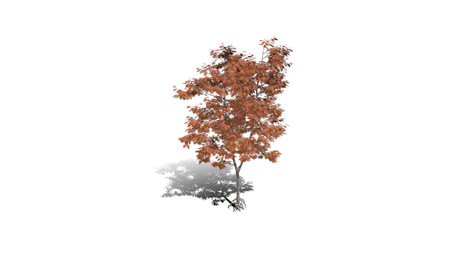 Realistic HD Northern red oak (66/138) - Download Free 3D model by ...