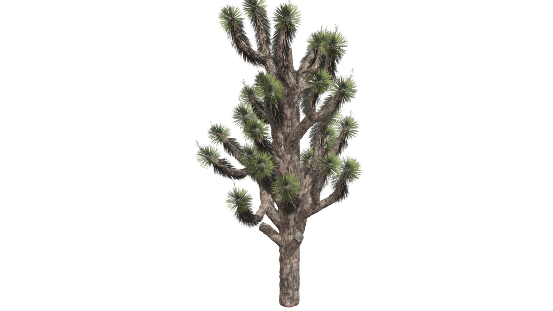 Joshua Tree #05 - Buy Royalty Free 3D model by meshshape [aa75ce2 ...
