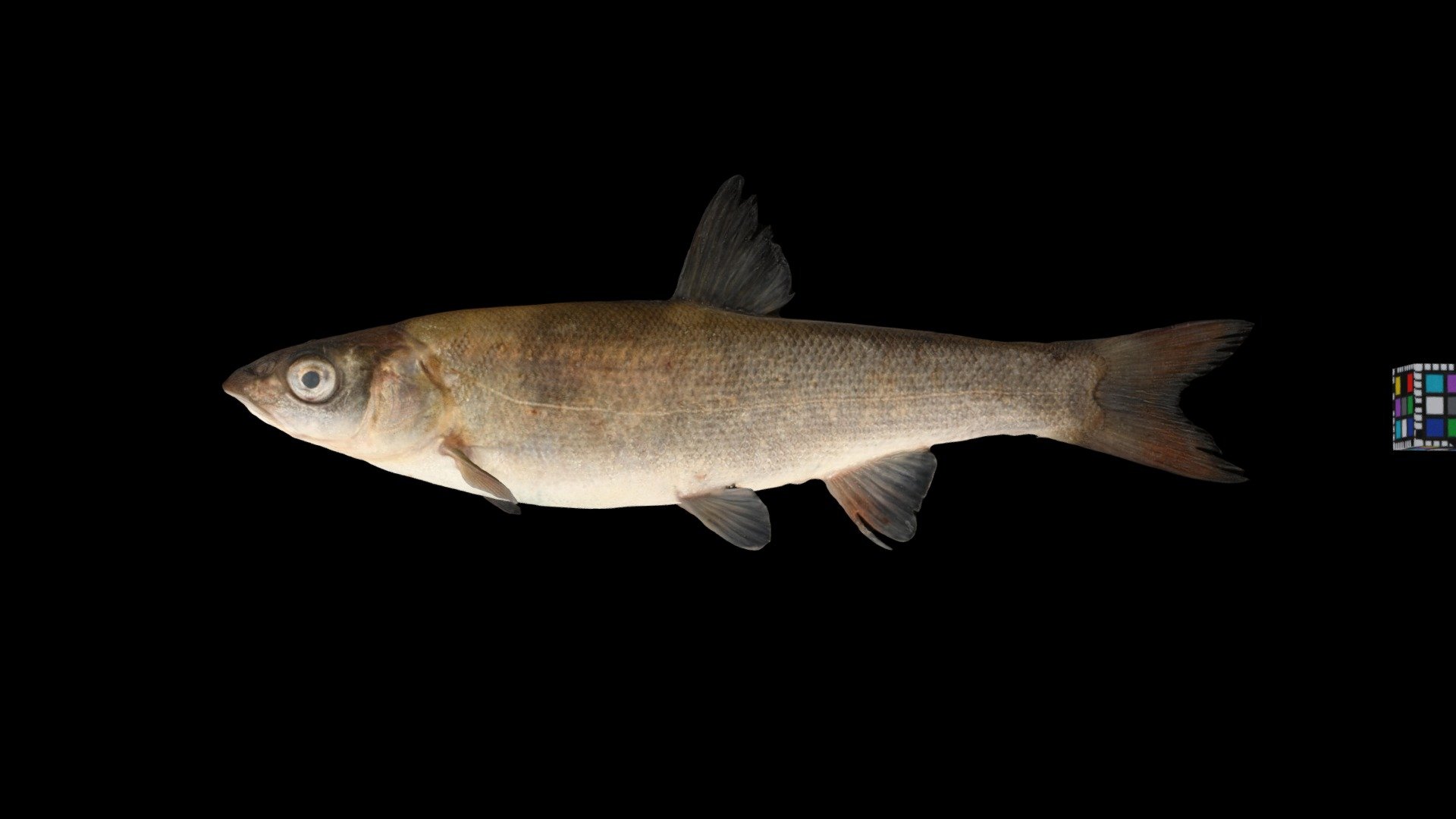 CC0 エゾウグイ？ 🐟 Ezo Dace, Tribolodon ezoe - Download Free 3D model by ...